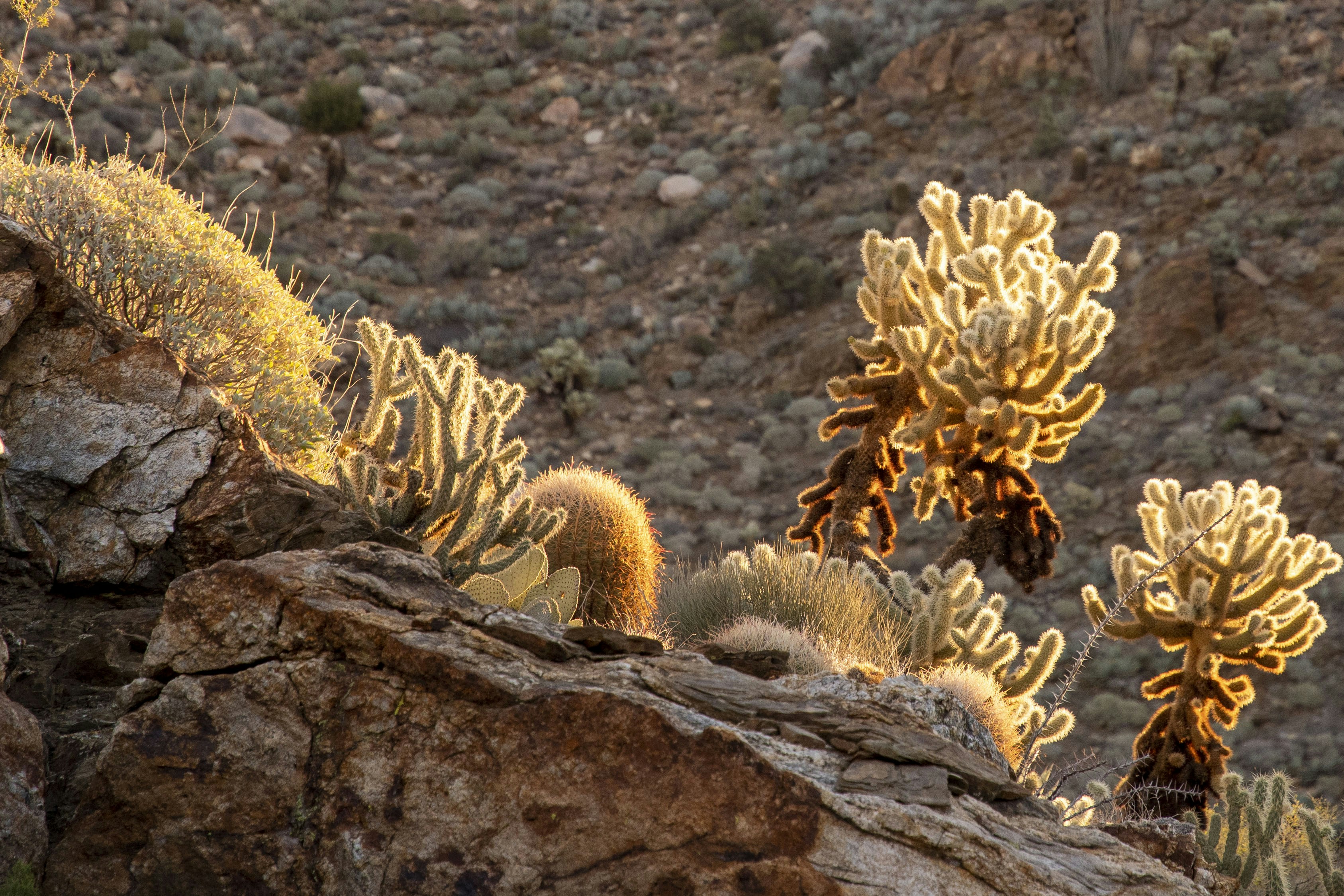Golden-hour Guardians: Cacti Crown a Desert Rock Slope