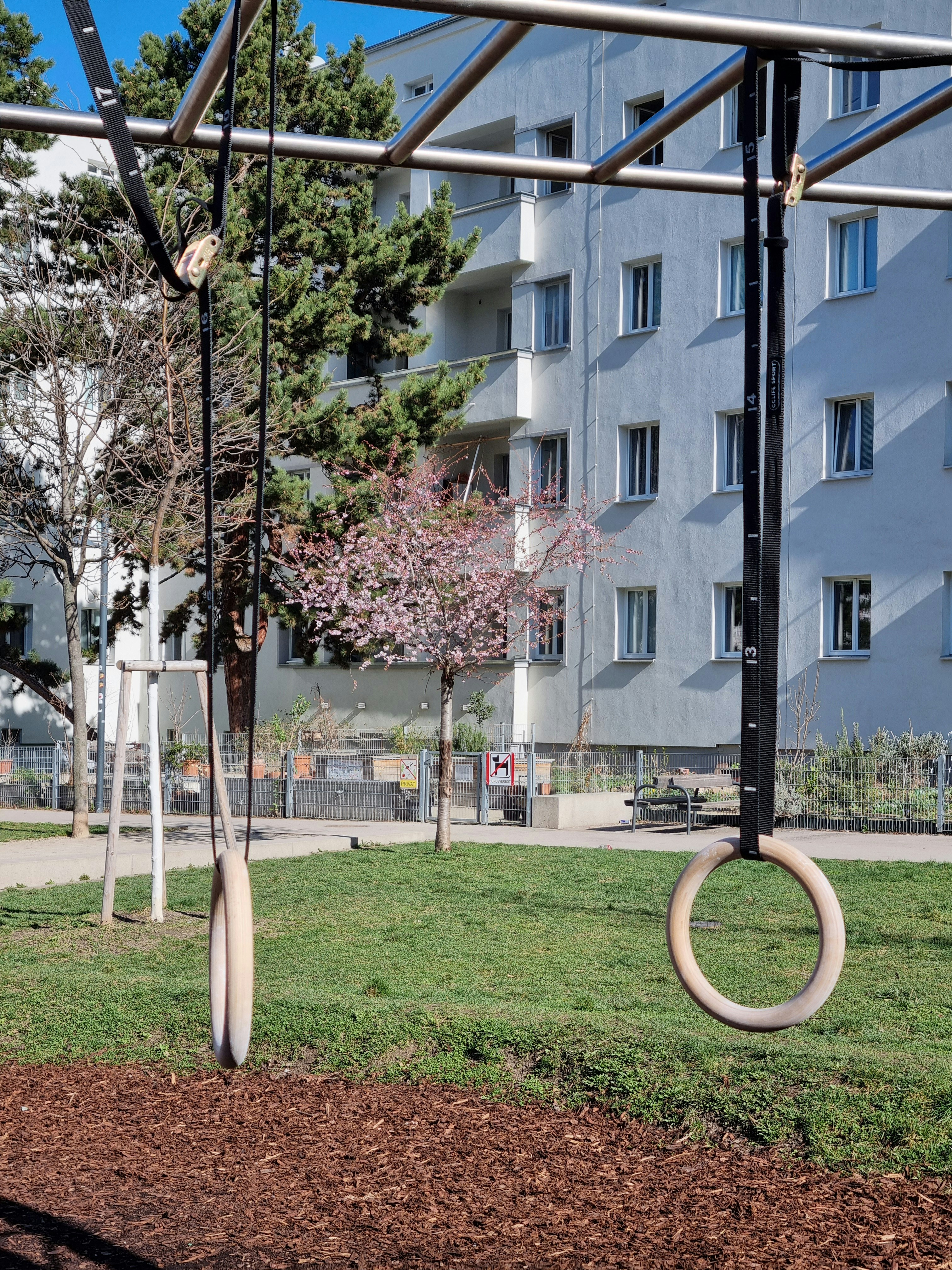 Pink Blossom and Playground Rings Framed by Urban Apartment Block