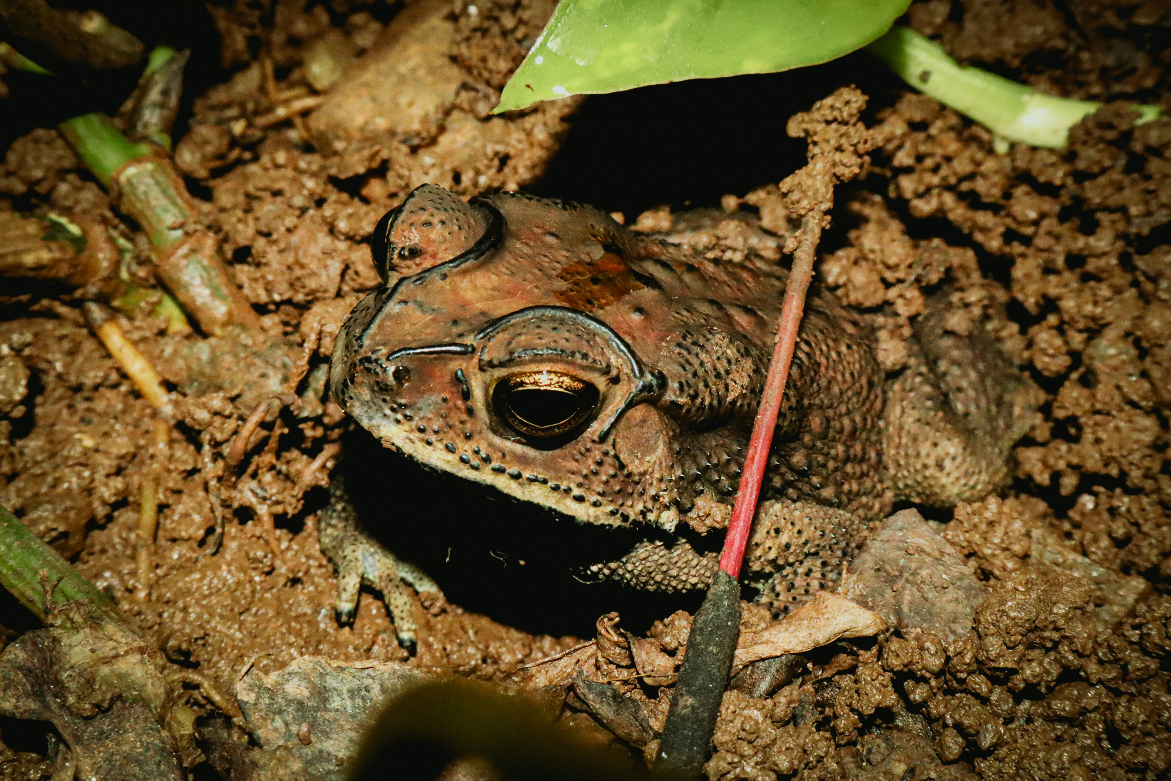 Hidden Amphibian in Damp Forest Floor