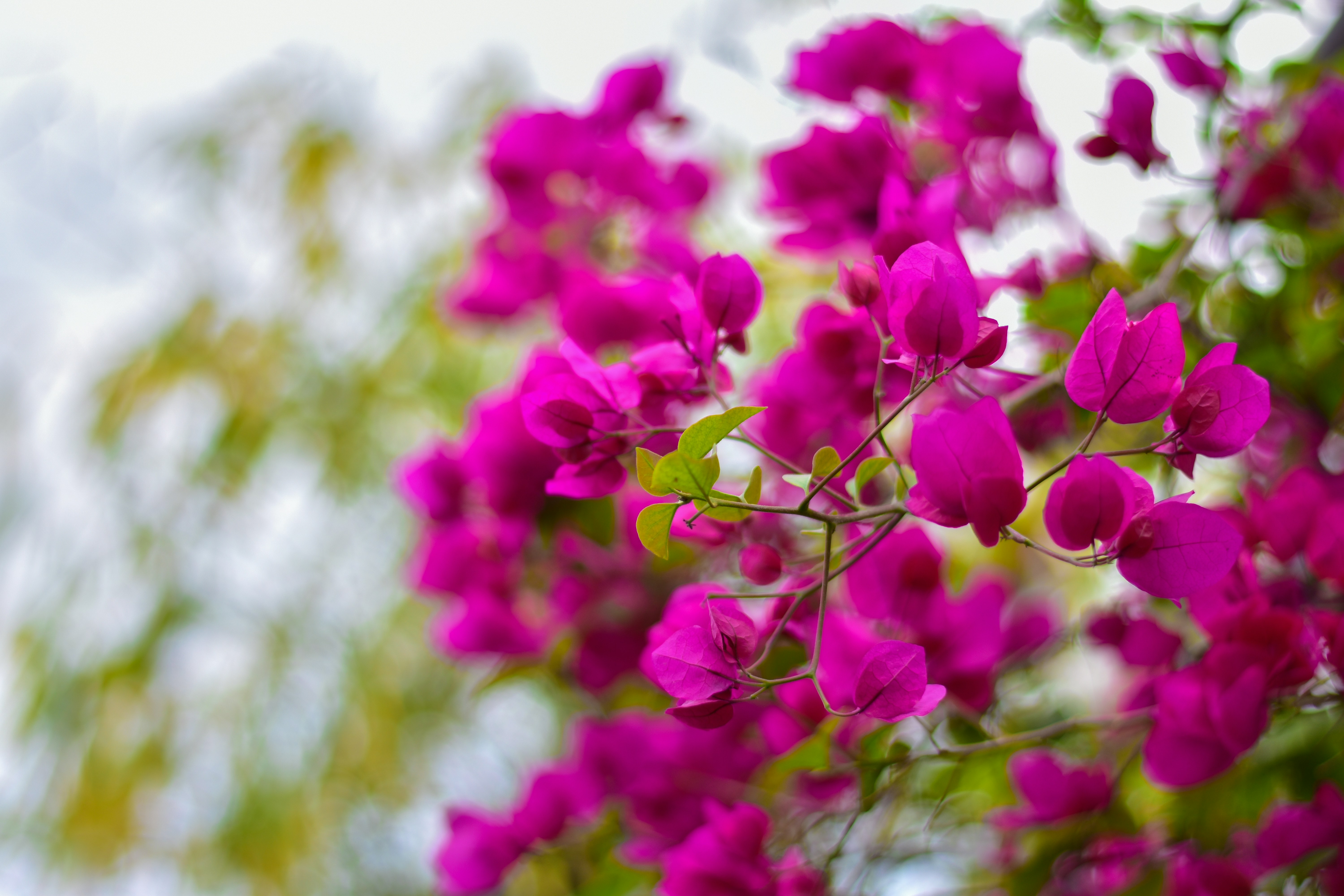 Vibrant bougainvillea flowers in shades of fuchsia, surrounded by lush greenery, create a lively scene. The soft focus highlights the beauty of the blossoms.