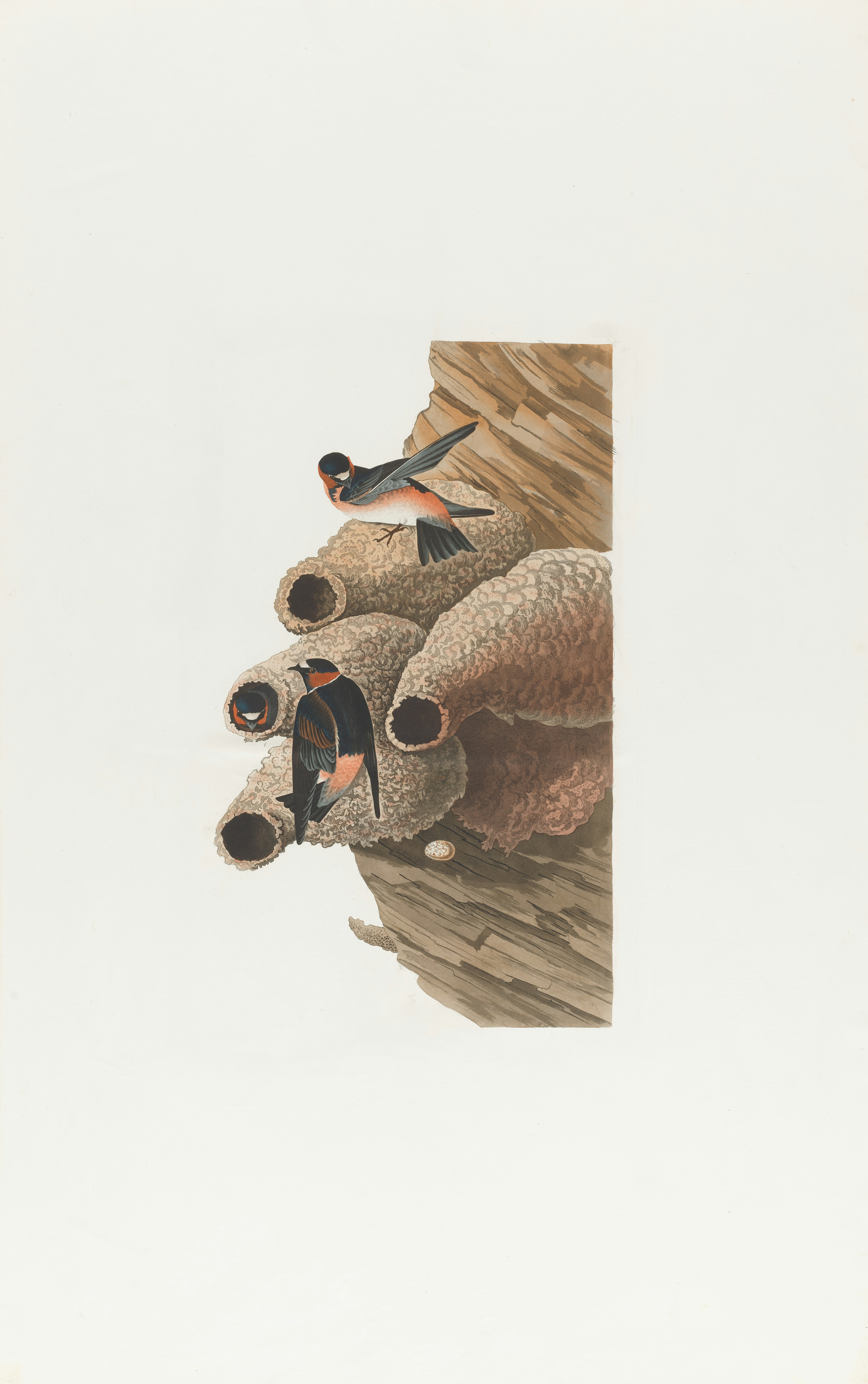 Title: Republican or cliff swallow : Hirundo fulva, Vieill. Male, 1. Female, 2. Egg, 3. Nests, 4. c.1 v.1 plate 68 Artist: Audubon, John James, 1785-1851 Engraver: Havell, Robert, 1793-1878 Name on Item: Drawn from nature and published by John J. Audubon F.R.S. F.L.S. Engraved, printed & coloured by R. Havell. Date: 1827–1830 https://www.digitalcommonwealth.org/search/commonwealth:9s16cx45n