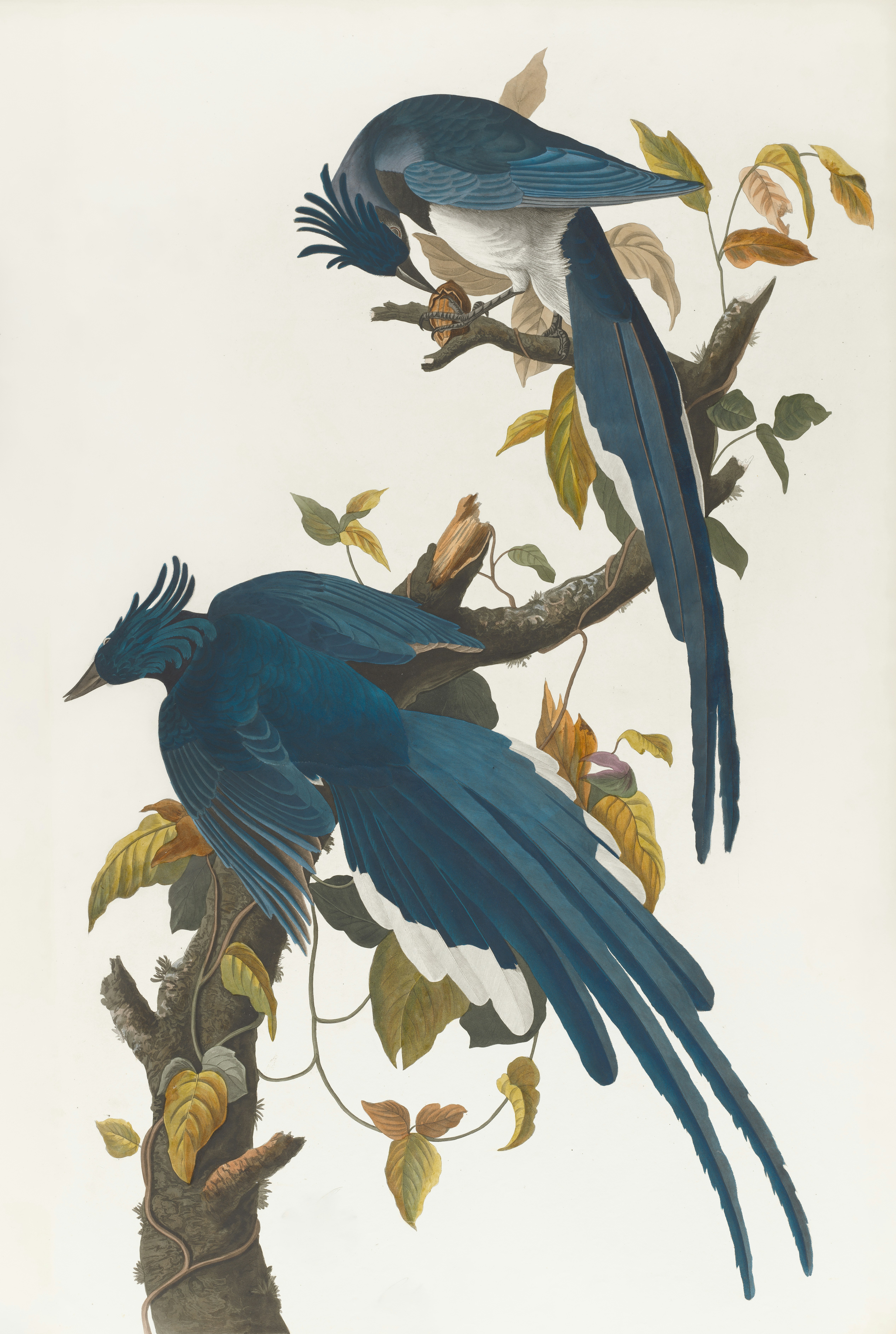 Title: Columbia jay : Corvus bullockil. Male, 1. Female, 2. c.1 v.1 plate 96 Artist: Audubon, John James, 1785-1851 Engraver: Havell, Robert, 1793-1878 Name on Item: Drawn from nature and published by John J. Audubon F.R.S. F.L.S. Engraved, printed & coloured by R. Havell. Date: 1827–1830 https://www.digitalcommonwealth.org/search/commonwealth:9s16cz26n