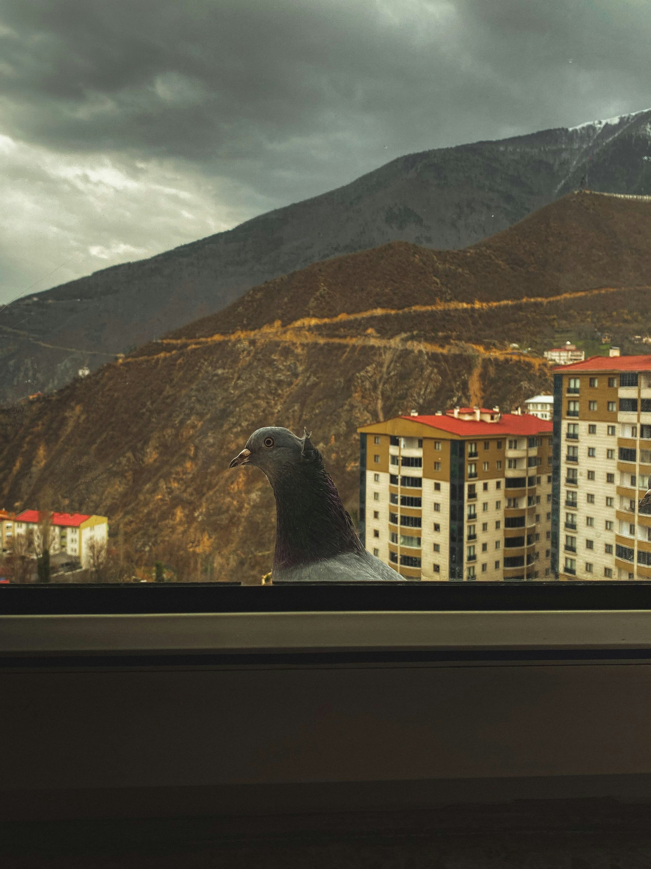 A bird is looking out of a window photo – Free Birds Image on Unsplash