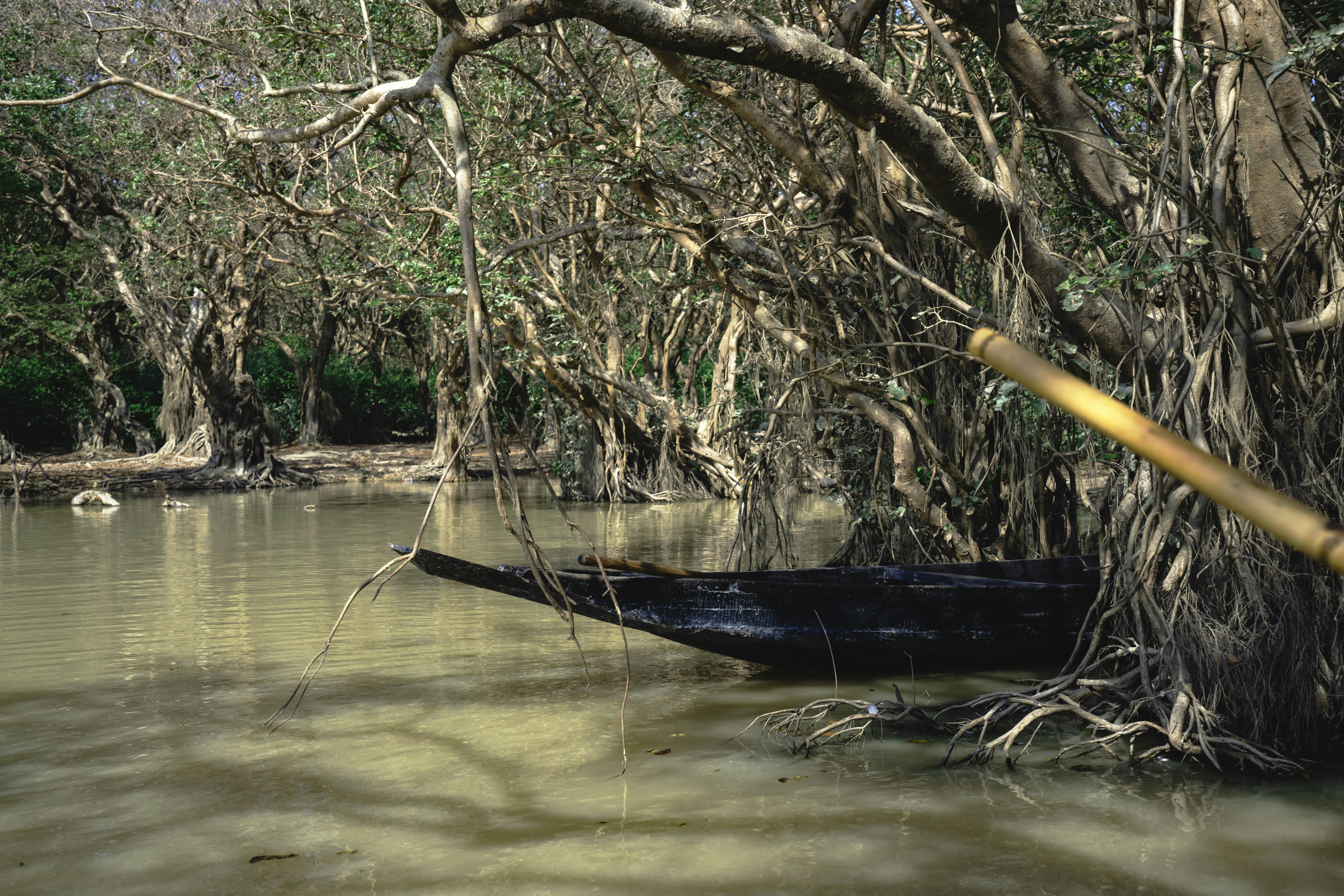 A boat in the middle of a swampy area photo – Free Ratargul Image on ...