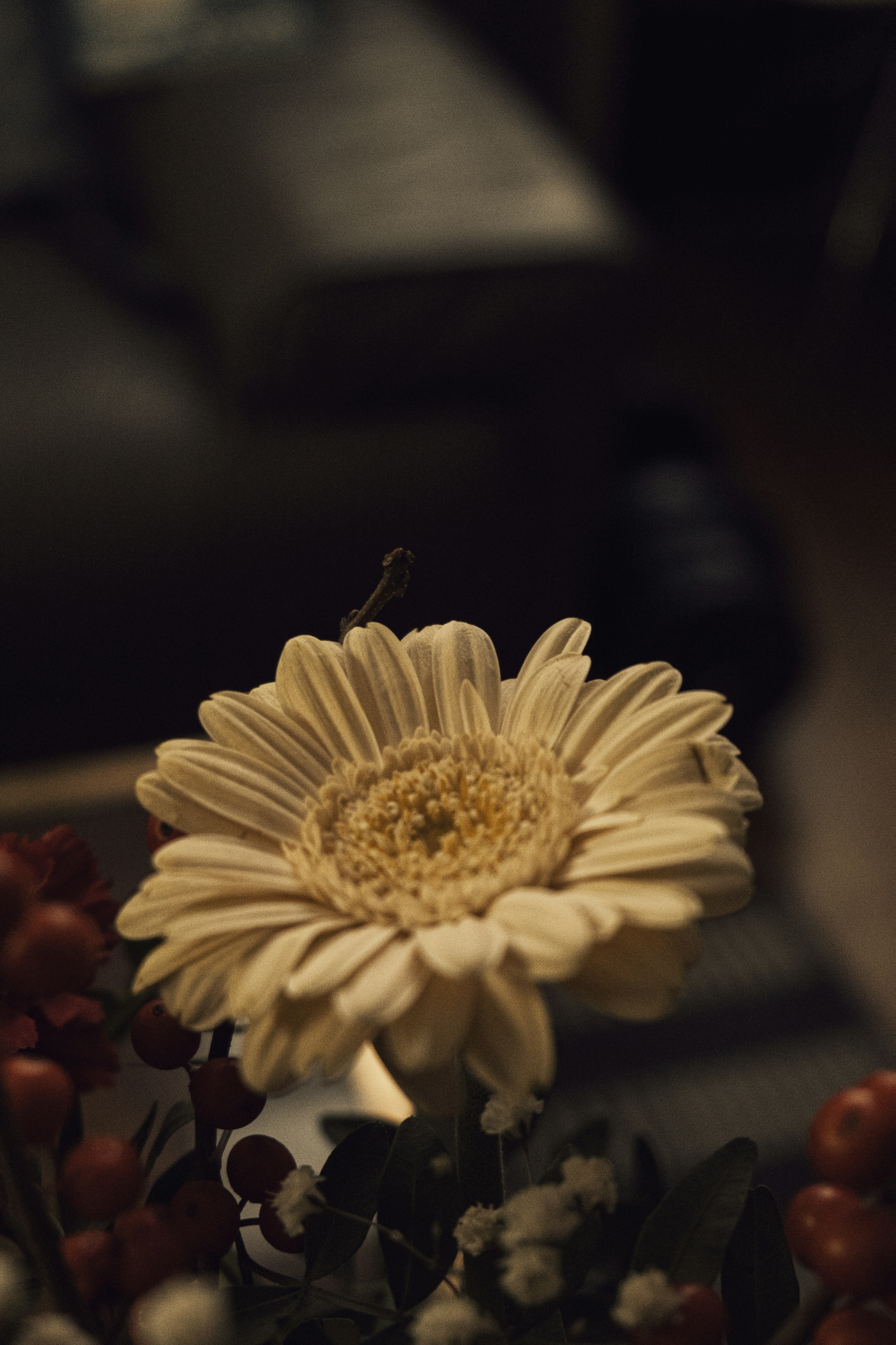 Cream Gerbera Bloom in Velvet Darkness: a Quiet Floral Portrait