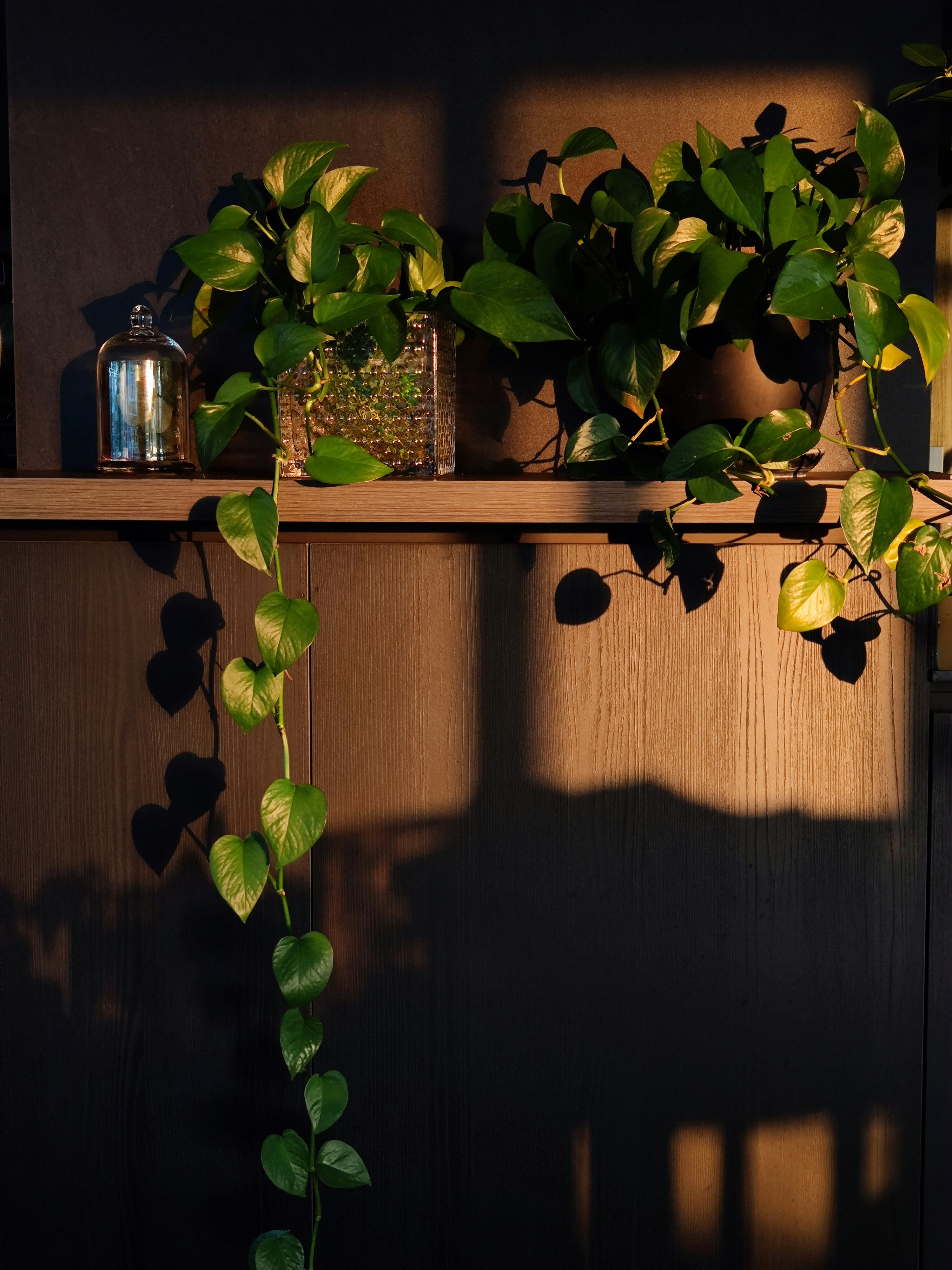 A photograph of green vines spilling over a wooden shelf with glass jars, bathed in warm, directional light.