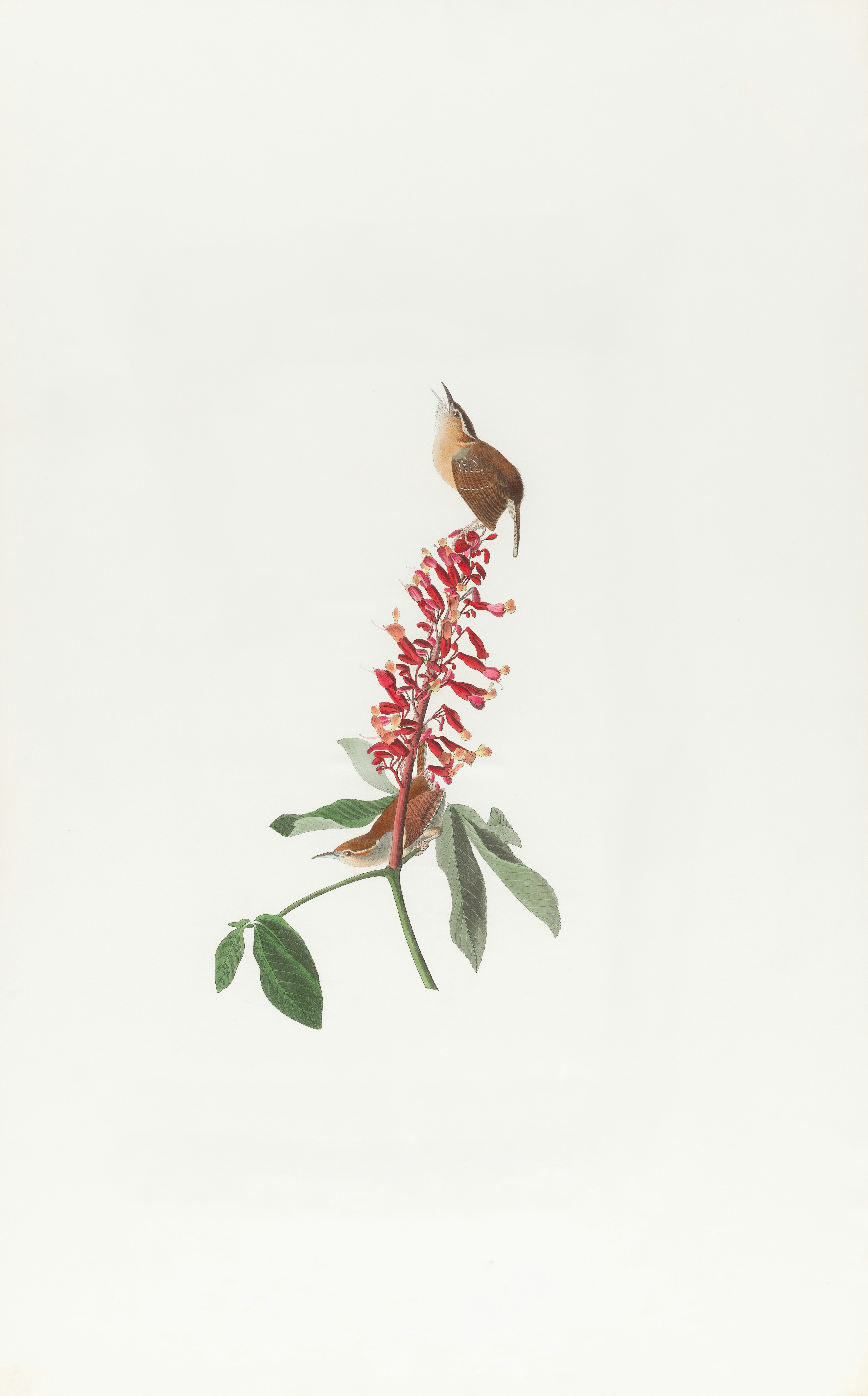 Illustration of a Carolina wren perched on a vibrant red buckeye flower with green leaves.