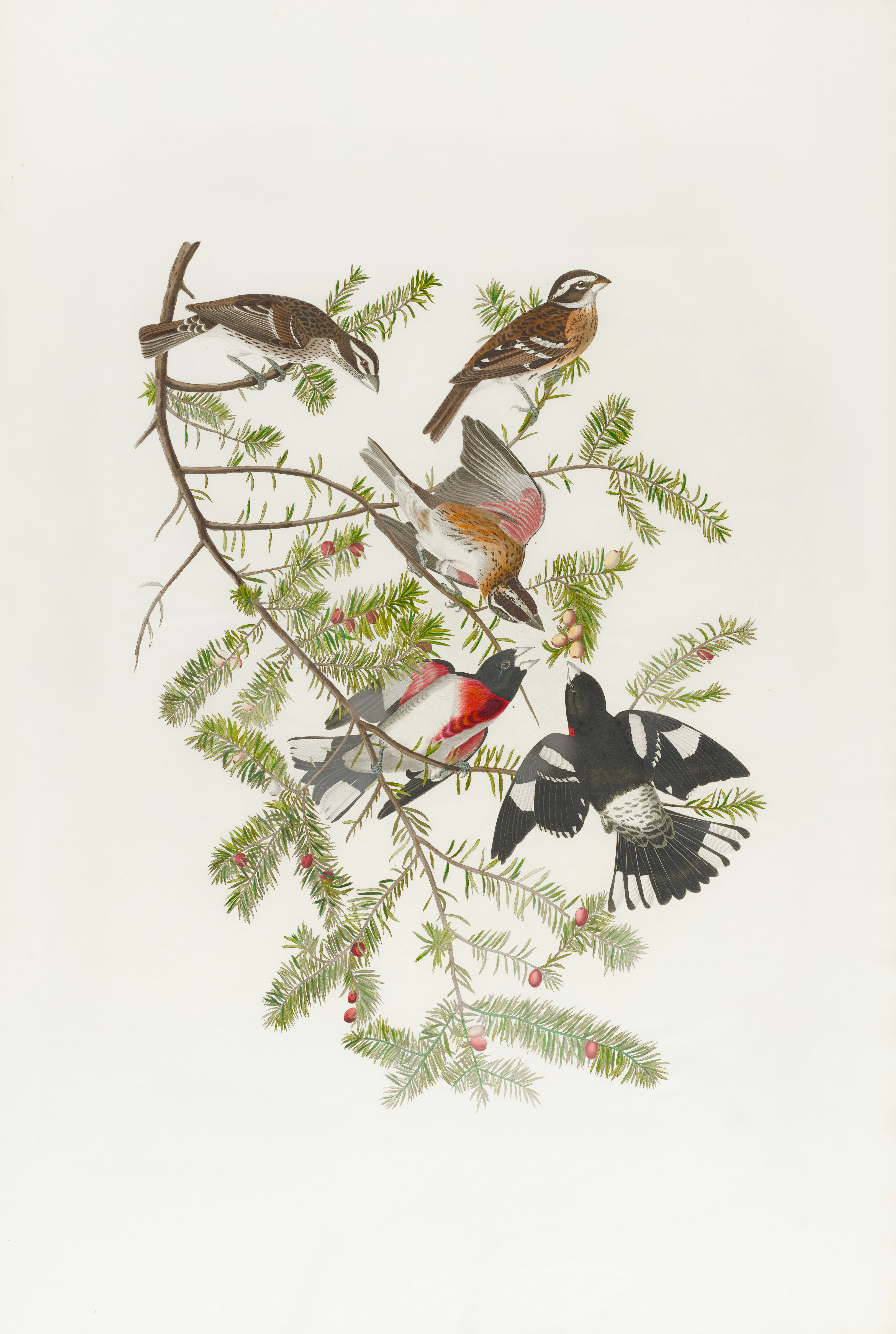Title: Rose-breasted grosbeak : Fringilla ludoviciana, Bonap. Male, 1. Female, 2. Young in autum, 3. Young, 4. Ground hemlock. Taxus canadensis. c.1 v.2 plate 127 Artist: Audubon, John James, 1785-1851 Engraver: Havell, Robert, 1793-1878 Name on Item: Drawn from nature by J. J. Audubon F.R.S. F.L.S. Engraved, printed & coloured by R. Havell, London. Date: 1831–1834 https://www.digitalcommonwealth.org/search/commonwealth:9s16d019m | a group of birds sitting on top of a tree branch