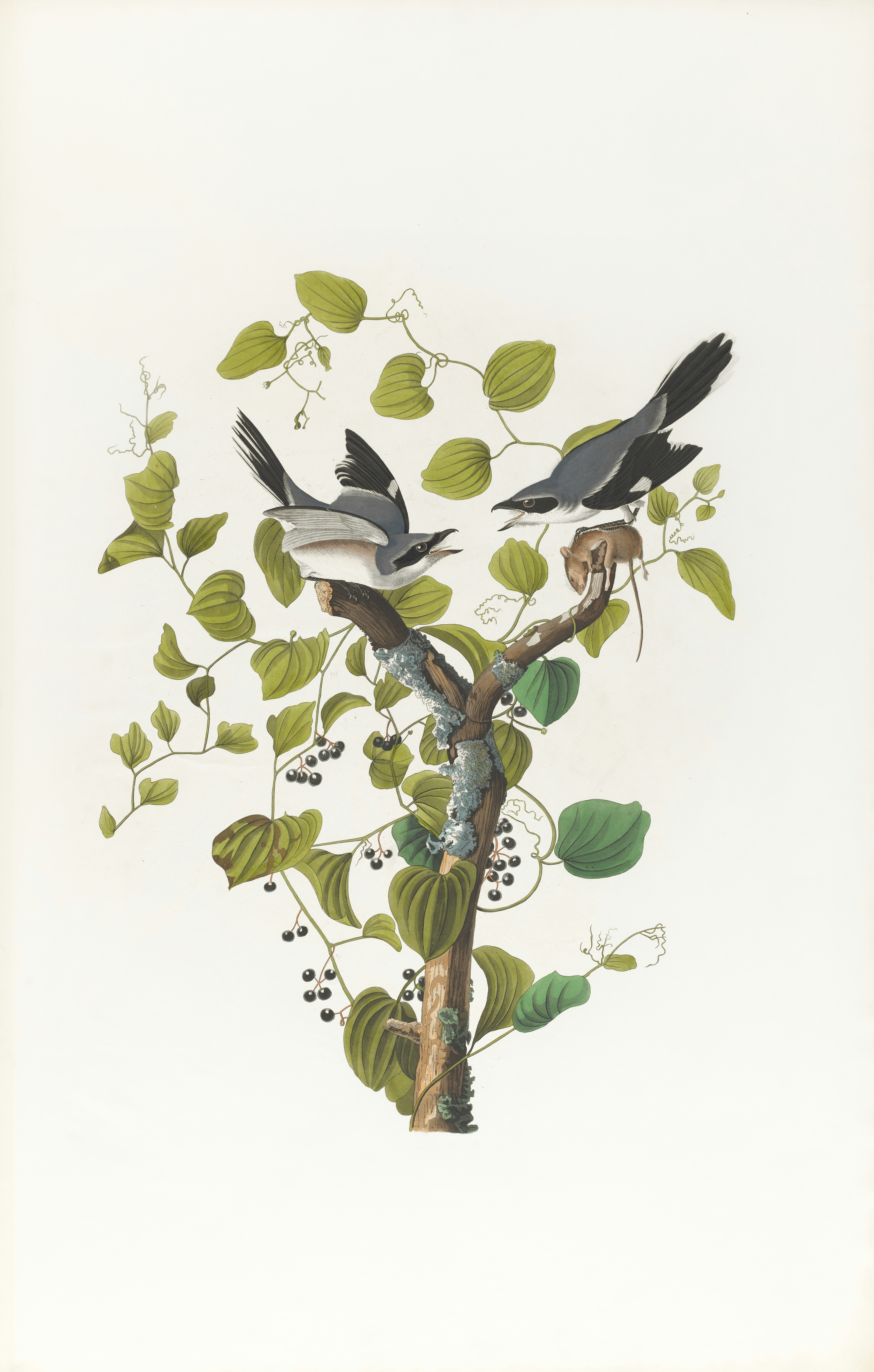 Foto Una pintura de dos pájaros posados en la rama de un árbol – Imagen ...