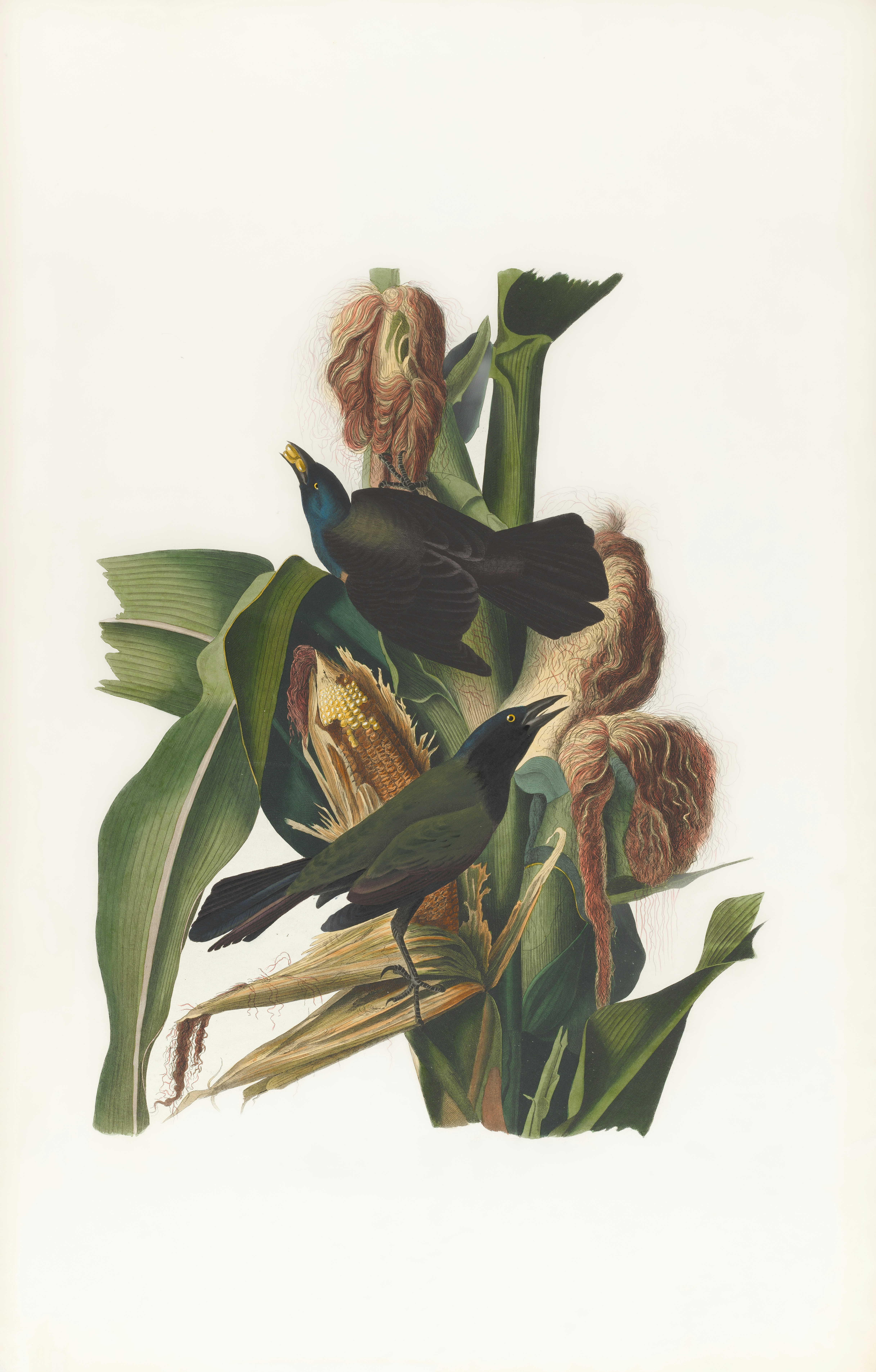 Title: Purple grackle or common crow blackbird : Quiscalus veriscolor. Vieill. Male, 1. Female, 2. Maize or Indian corn. Lea Mays. c.1 v.1 plate 7 Artist: Audubon, John James, 1785-1851 Engraver: Lizars, W. H. (William Home), 1788-1859 Contributor: Havell, Robert, 1793-1878 Name on Item: Drawn from nature by J. J. Audubon F.R.S. F.L.S. Engraved by W.H. Lizars. Edinr. Retouched by R. Havell Junr., London 1829. Date: 1829 https://www.digitalcommonwealth.org/search/commonwealth:9s16cv65q