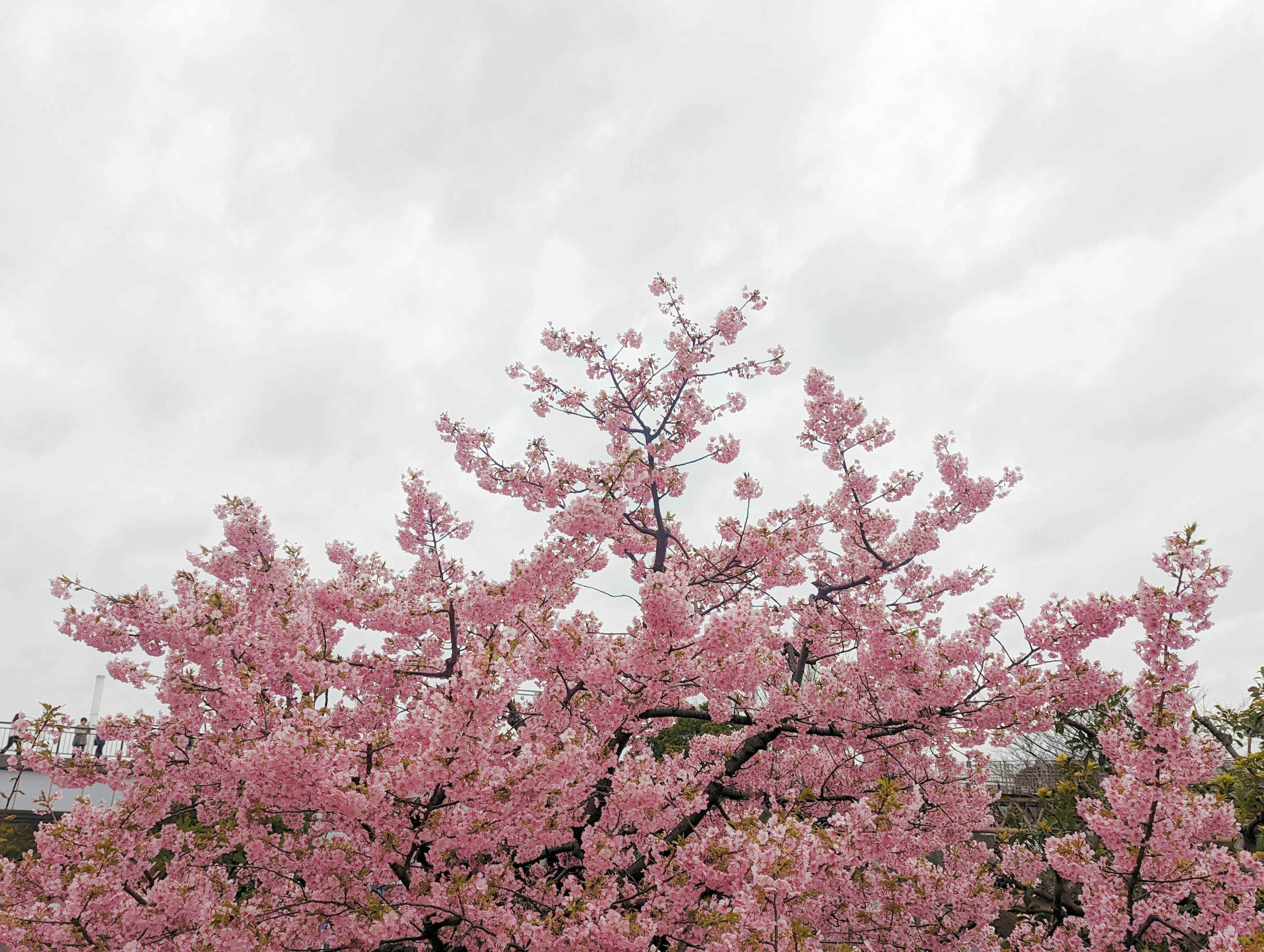 Photo by note thanun with Google Pixel 6