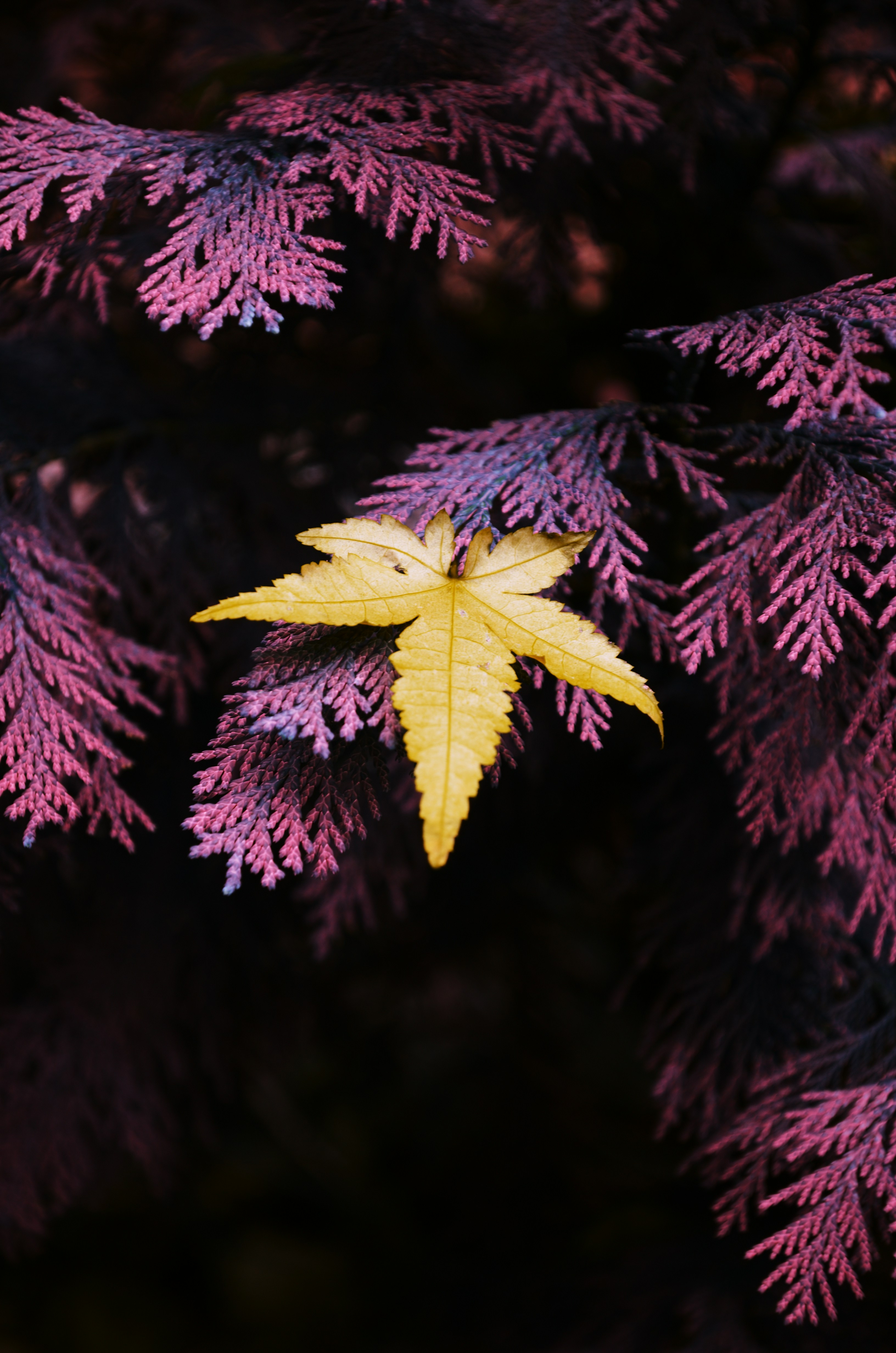 Amber Maple Leaf Framed by Velvet Purple Conifer Sprigs