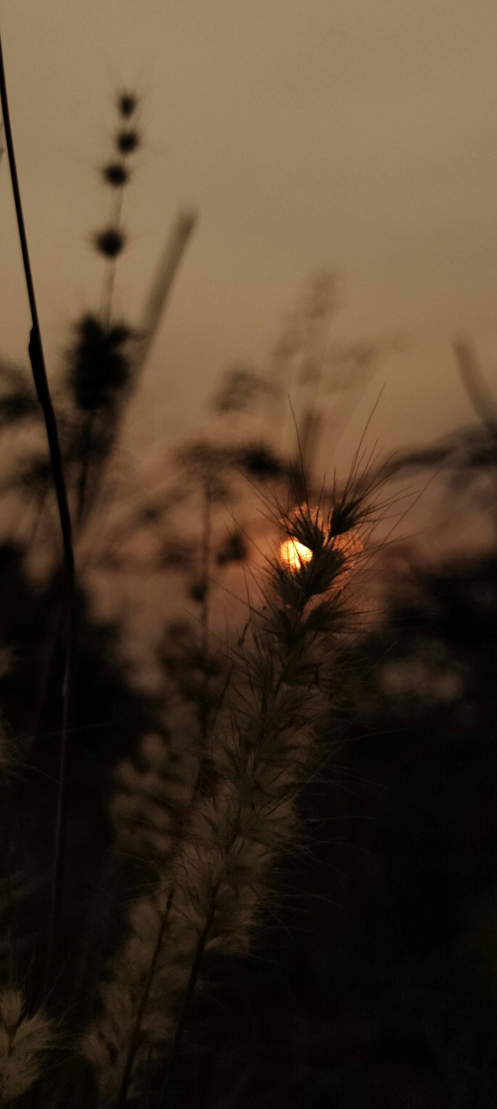 A photograph of a backlit seed head in a field at sunset, with shallow depth of field creating silhouettes and warm bokeh.