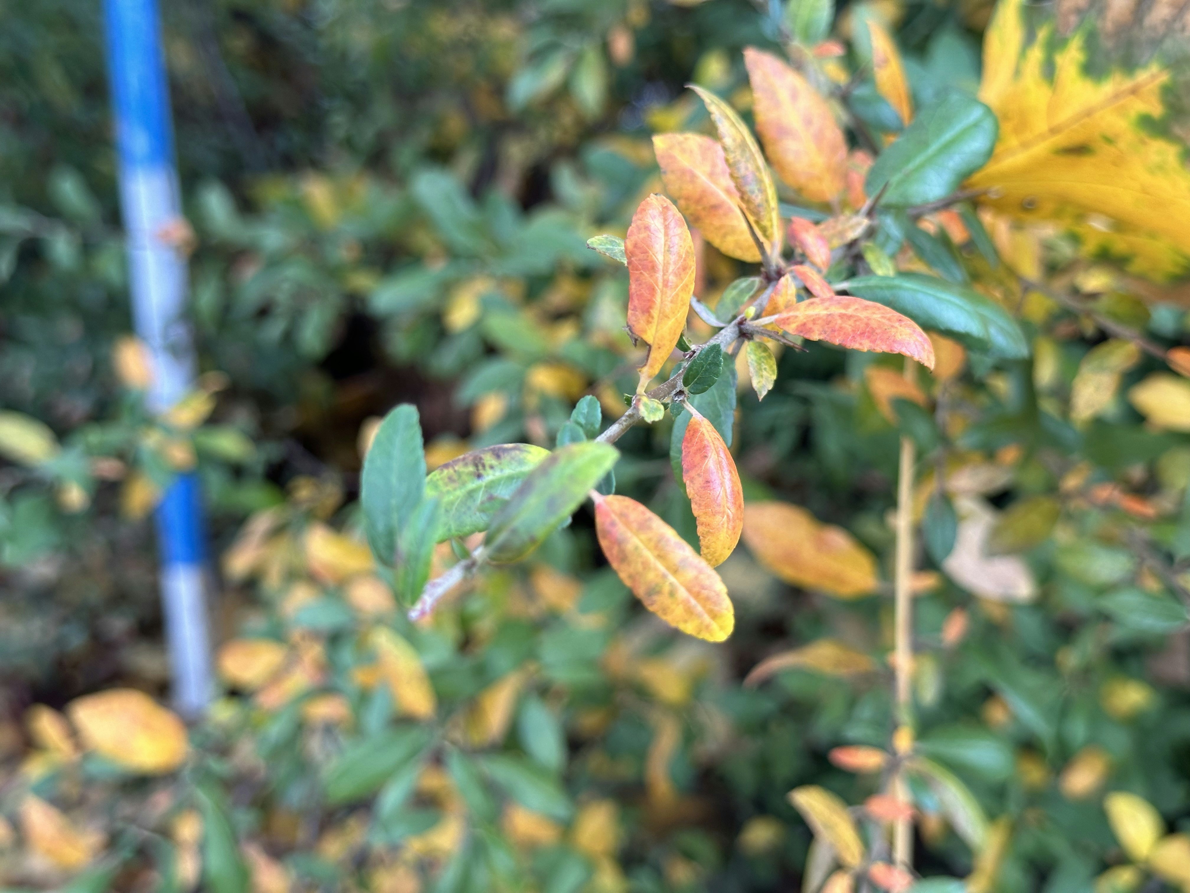 Gros plan d’une plante feuillue à feuilles jaunes photo – Photo Nové ...