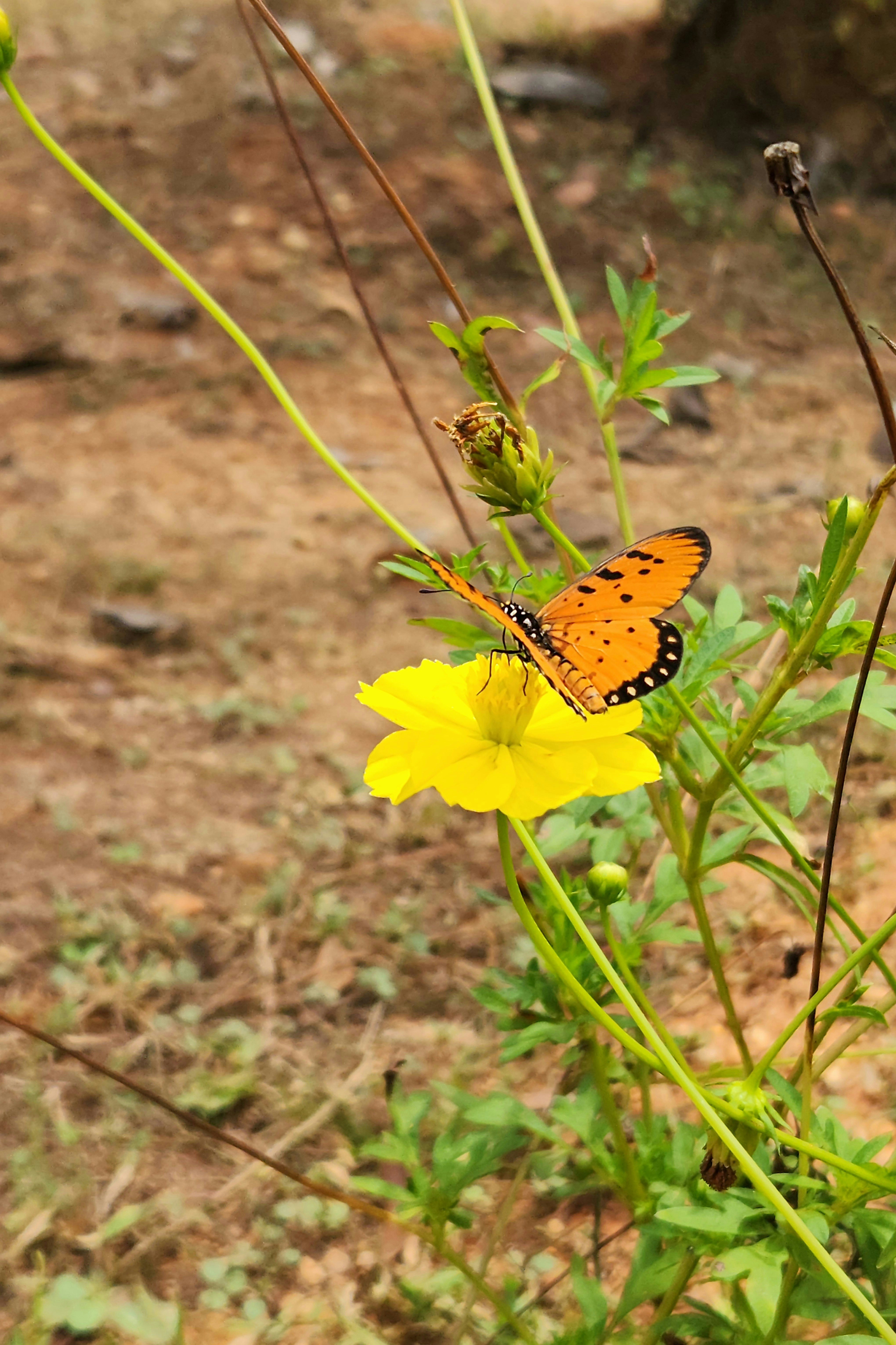 Orange-splashed butterfly resting on a golden bloom among slender garden stems