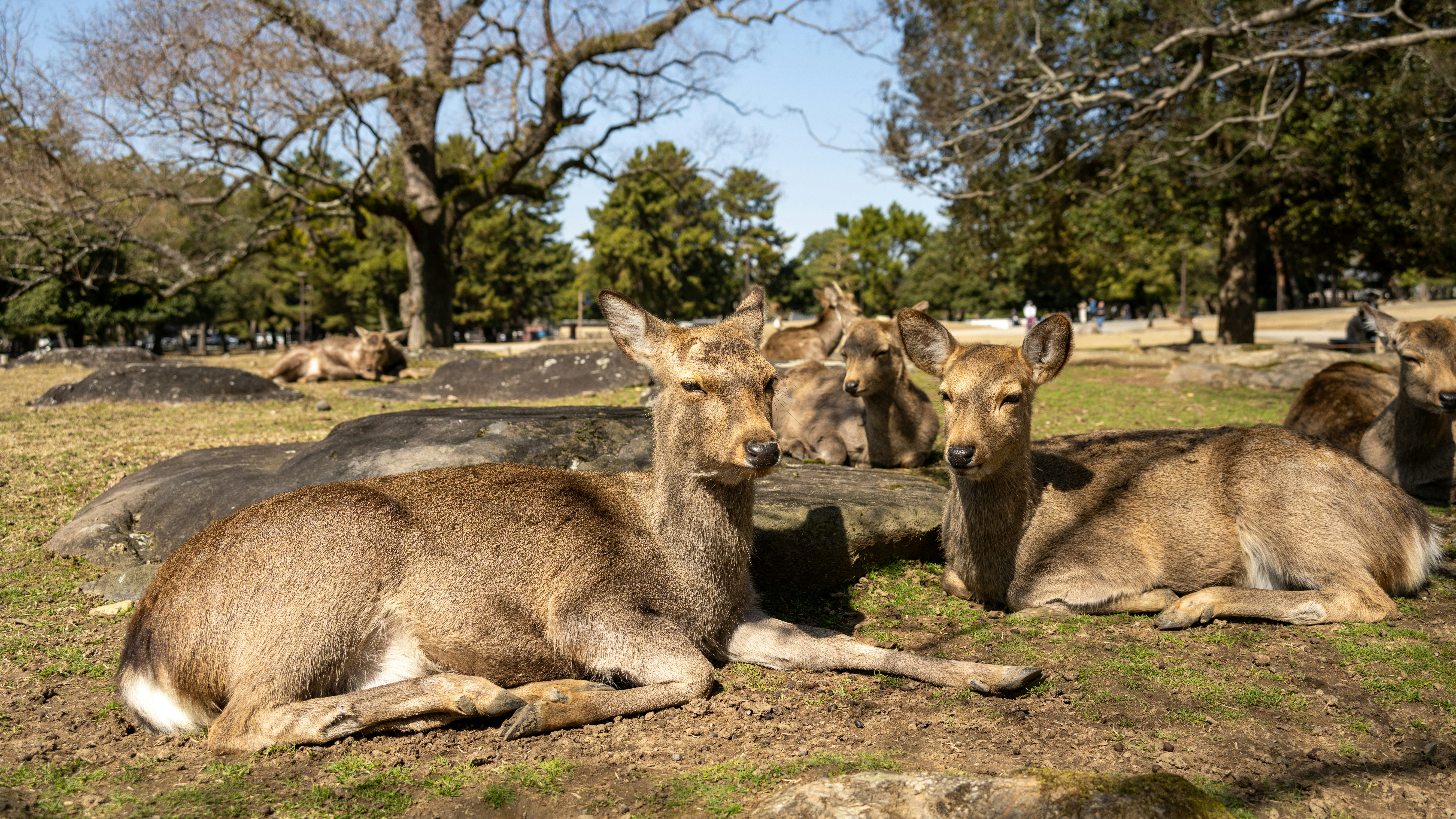 Park Deershadow: A Quiet Moment Among the Flock
