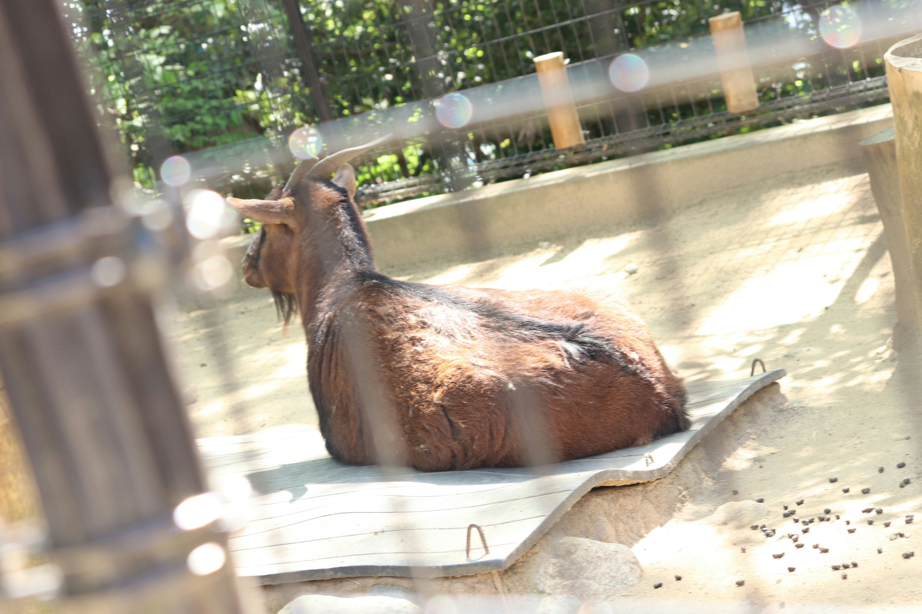 Sunlit Drowse on a Wooden Platform in a Zoo Enclosure