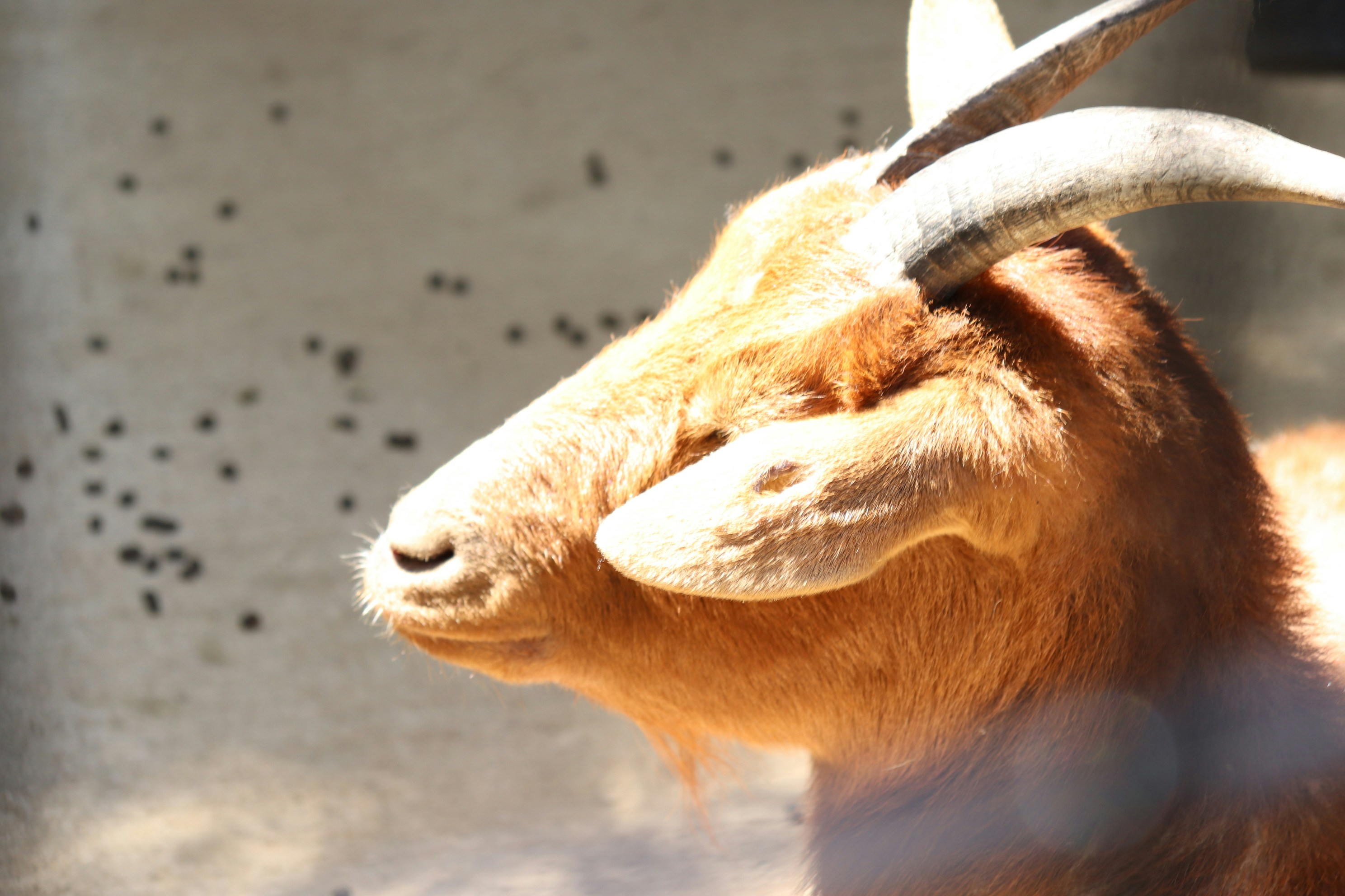Amber Horns at Noon: A Goat's Quiet Profile by the Wall