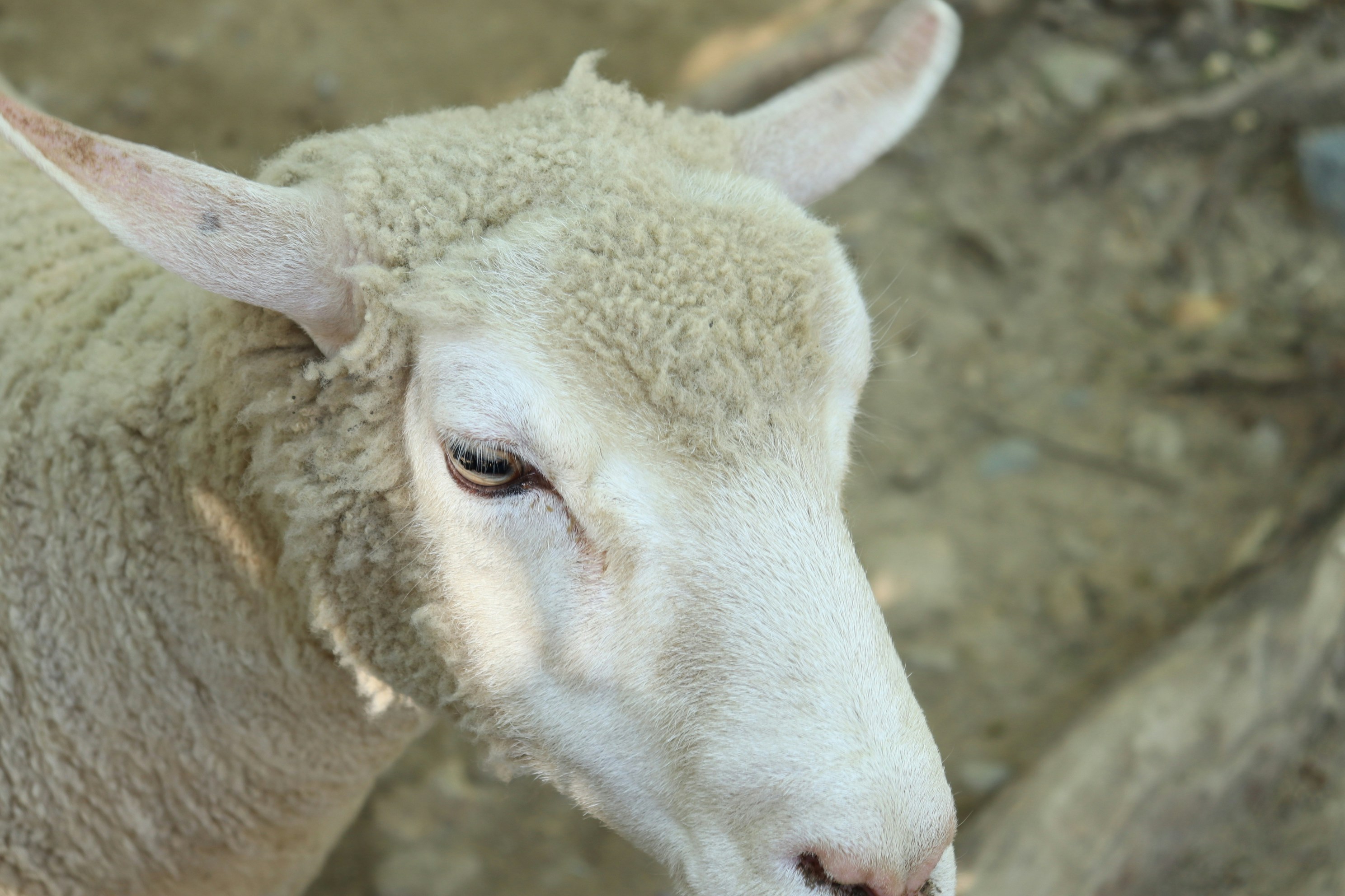 A close up of a sheep with a blurry background photo – Free Grey Image ...