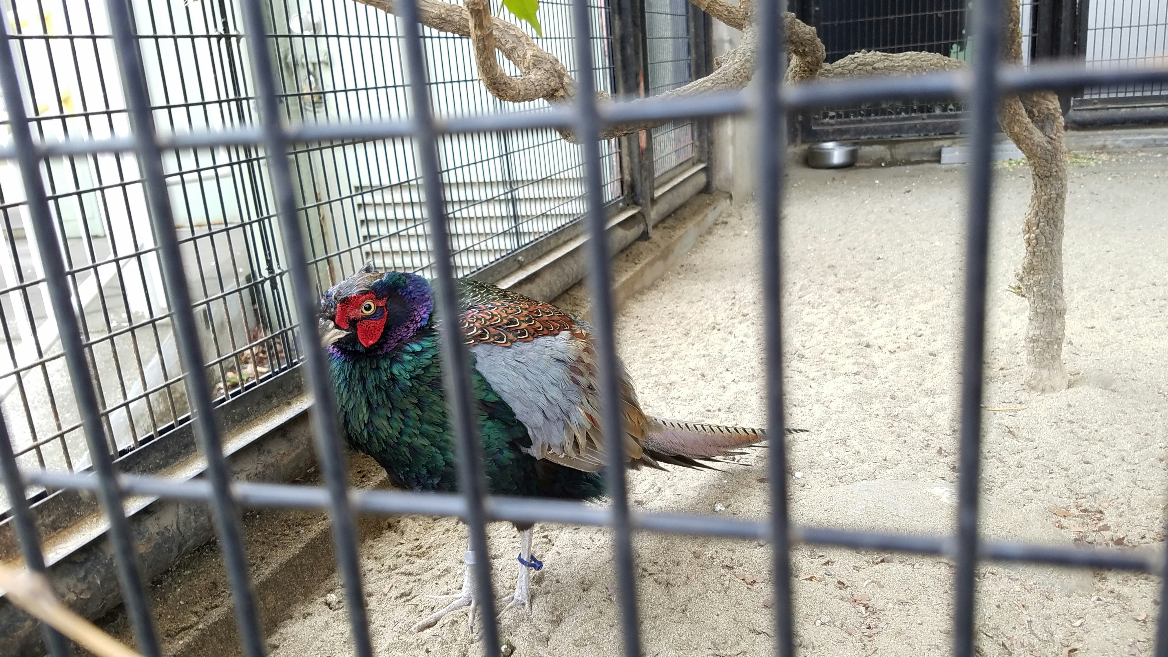 Emerald Glint Behind Cage Bars: A Peafowl in Quiet Sand