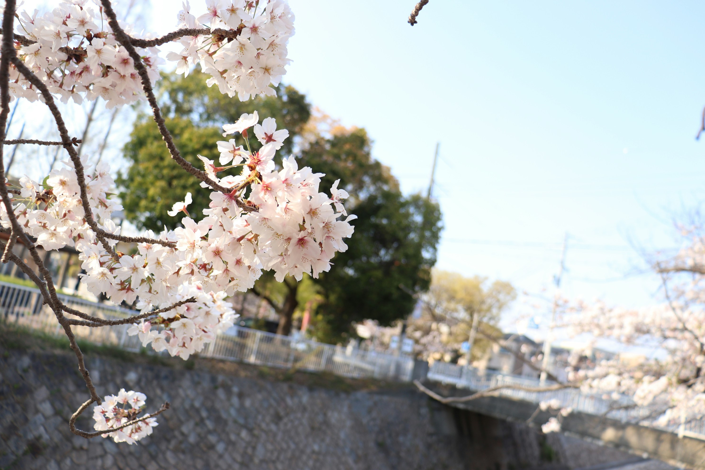 Petals by the Riverside: A Quiet Spring on the Canal