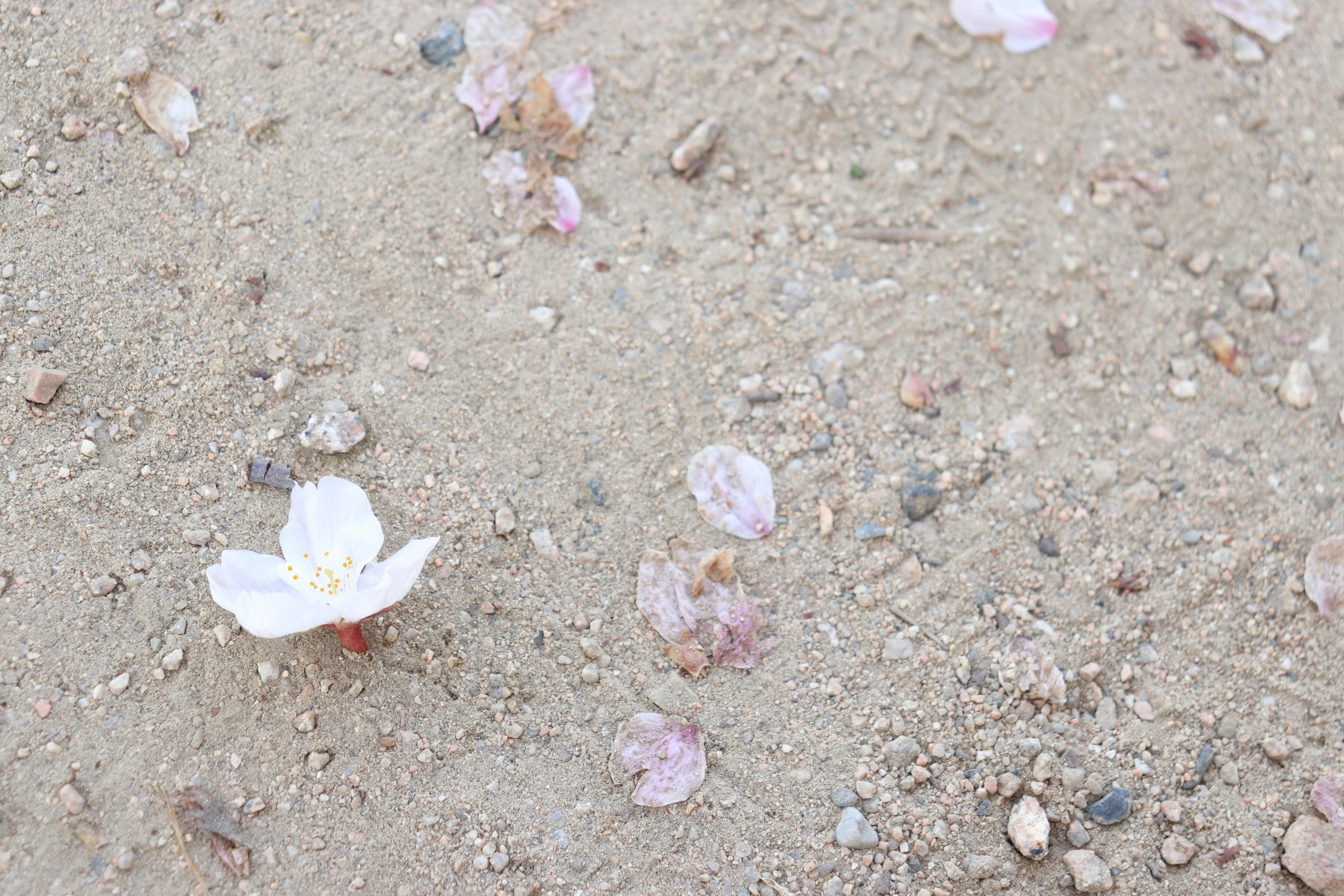 Lone white blossom anchors a speckled sand canvas