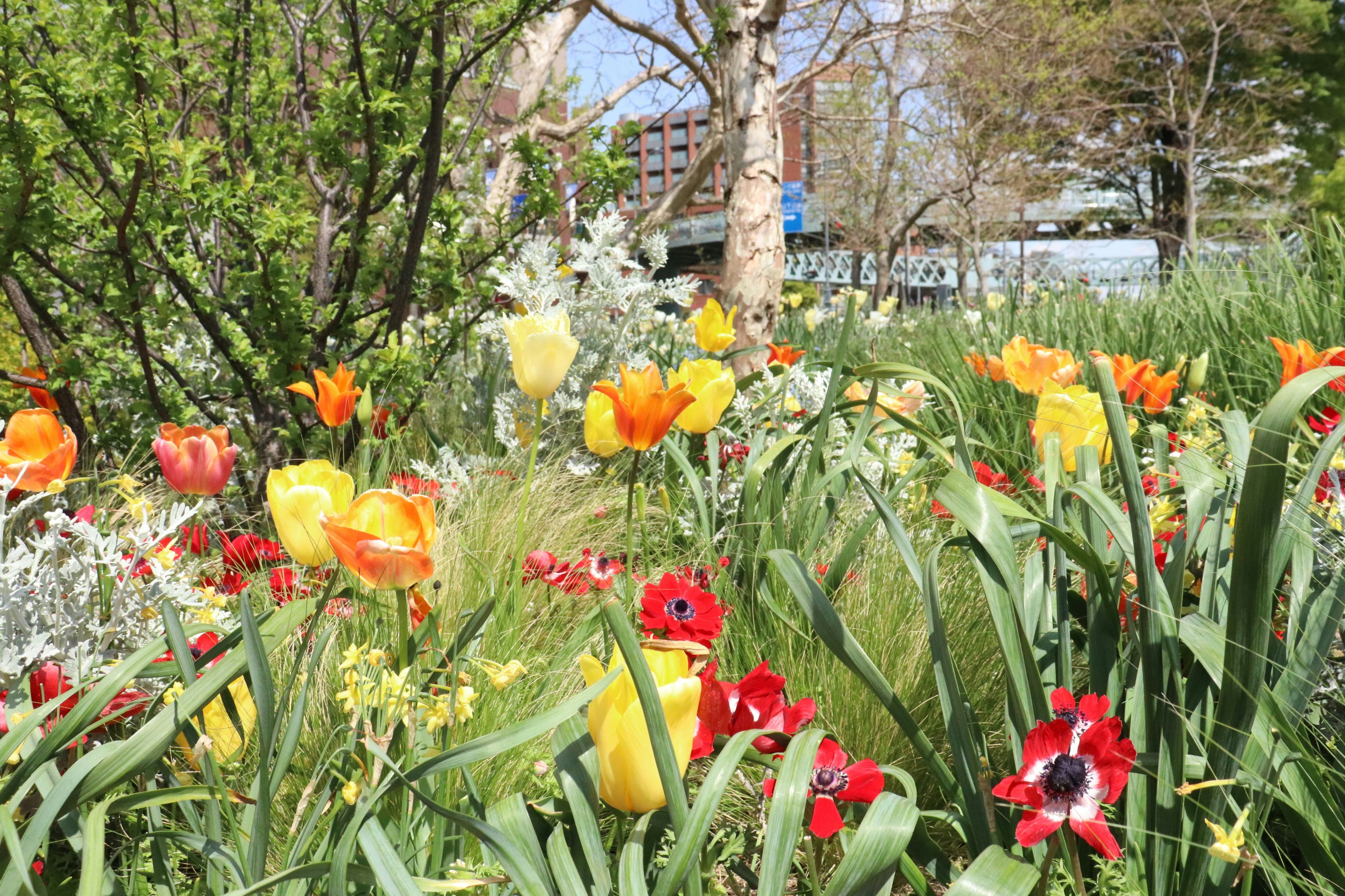 Sunlit Tulip Mosaic Framing a Quiet City Garden