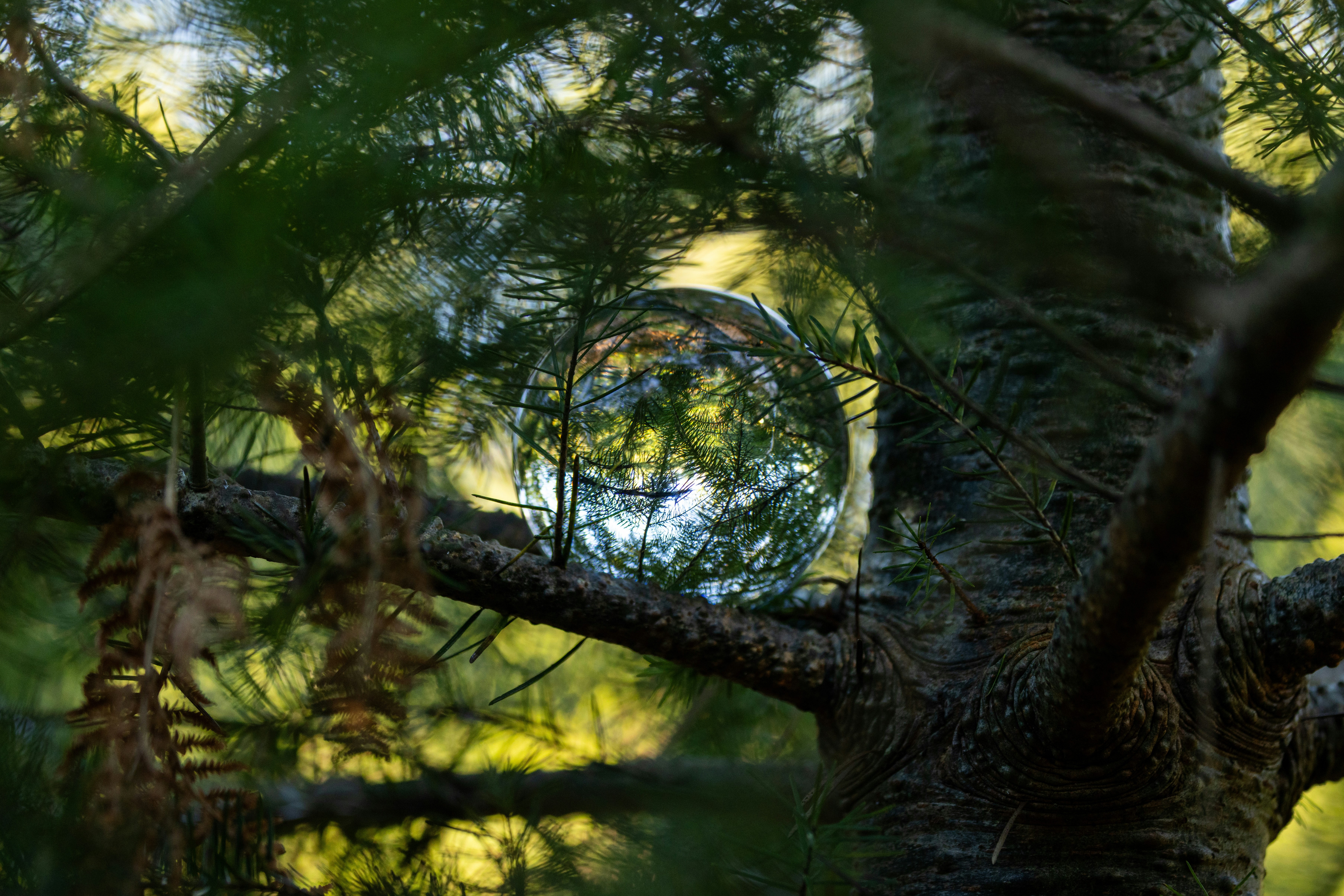Orb in the Pines: A Glass Sphere Framing a Sunlit Green Corridor