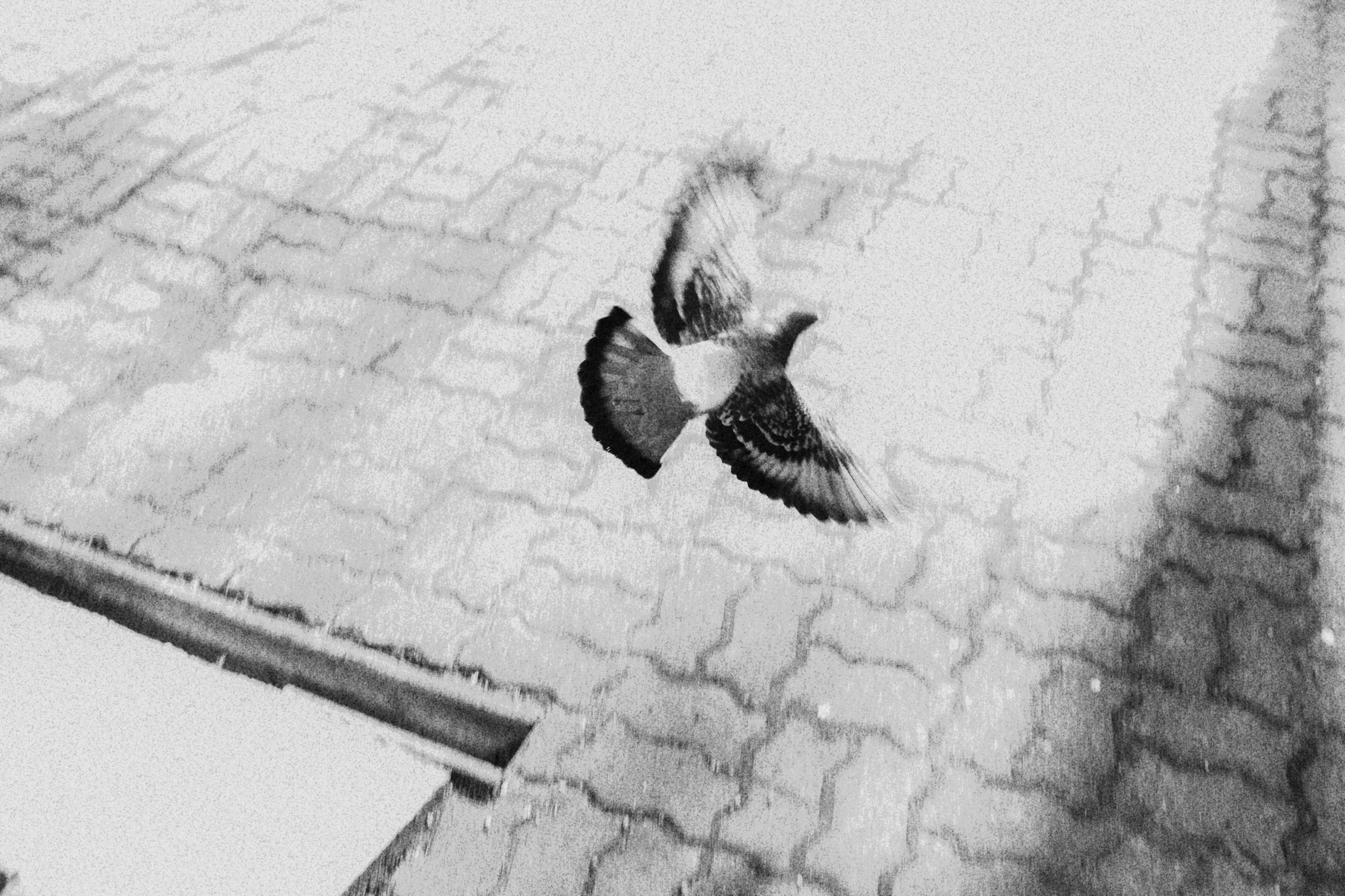 Pigeon in Motion Across a Cobblestone Grid