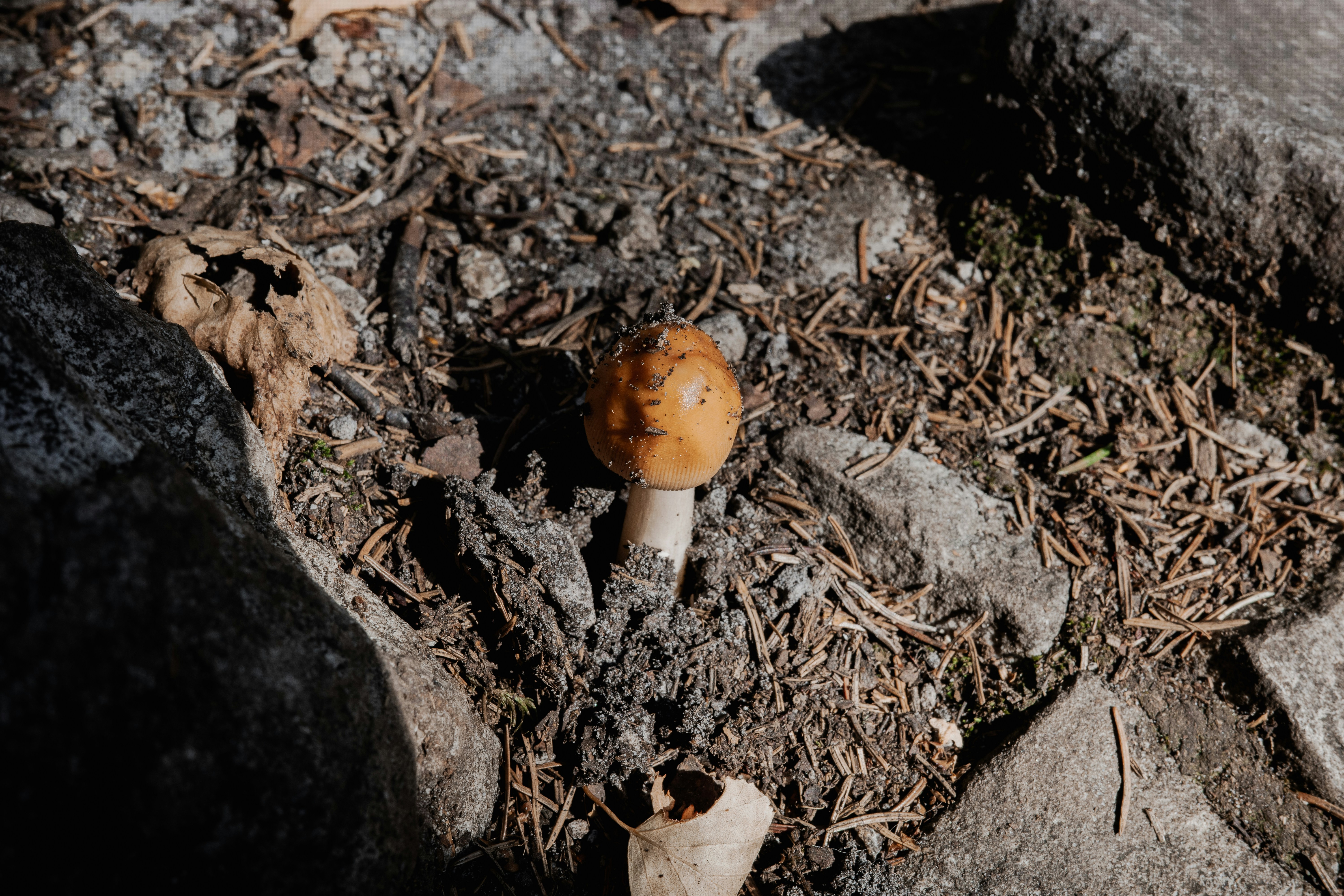 Amber Cap Between Stones: a Quiet Forest Micro-Habitat