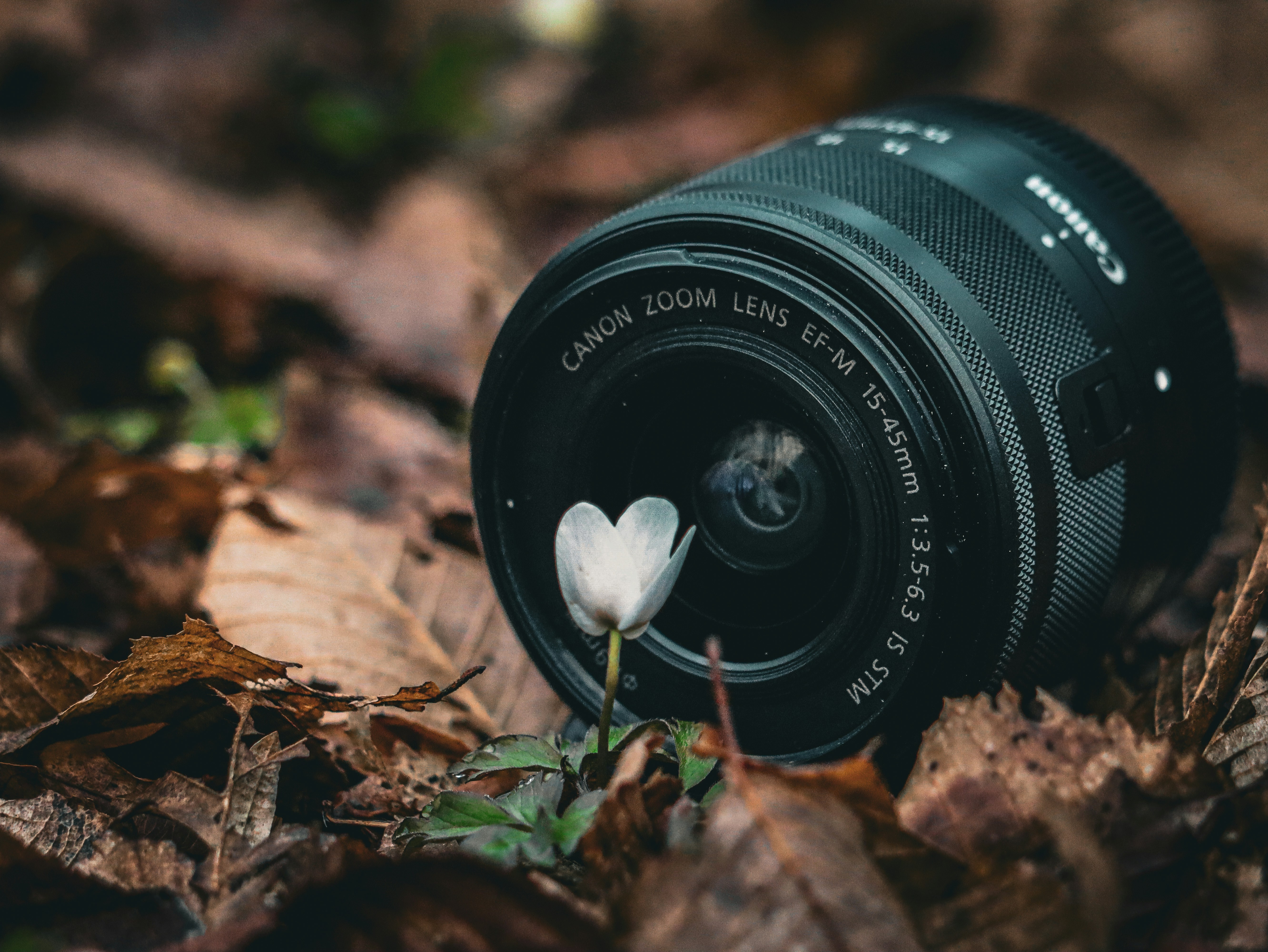 Bloom in Focus: A Tiny White Flower Framed by a Canon Zoom Lens on the Forest Floor