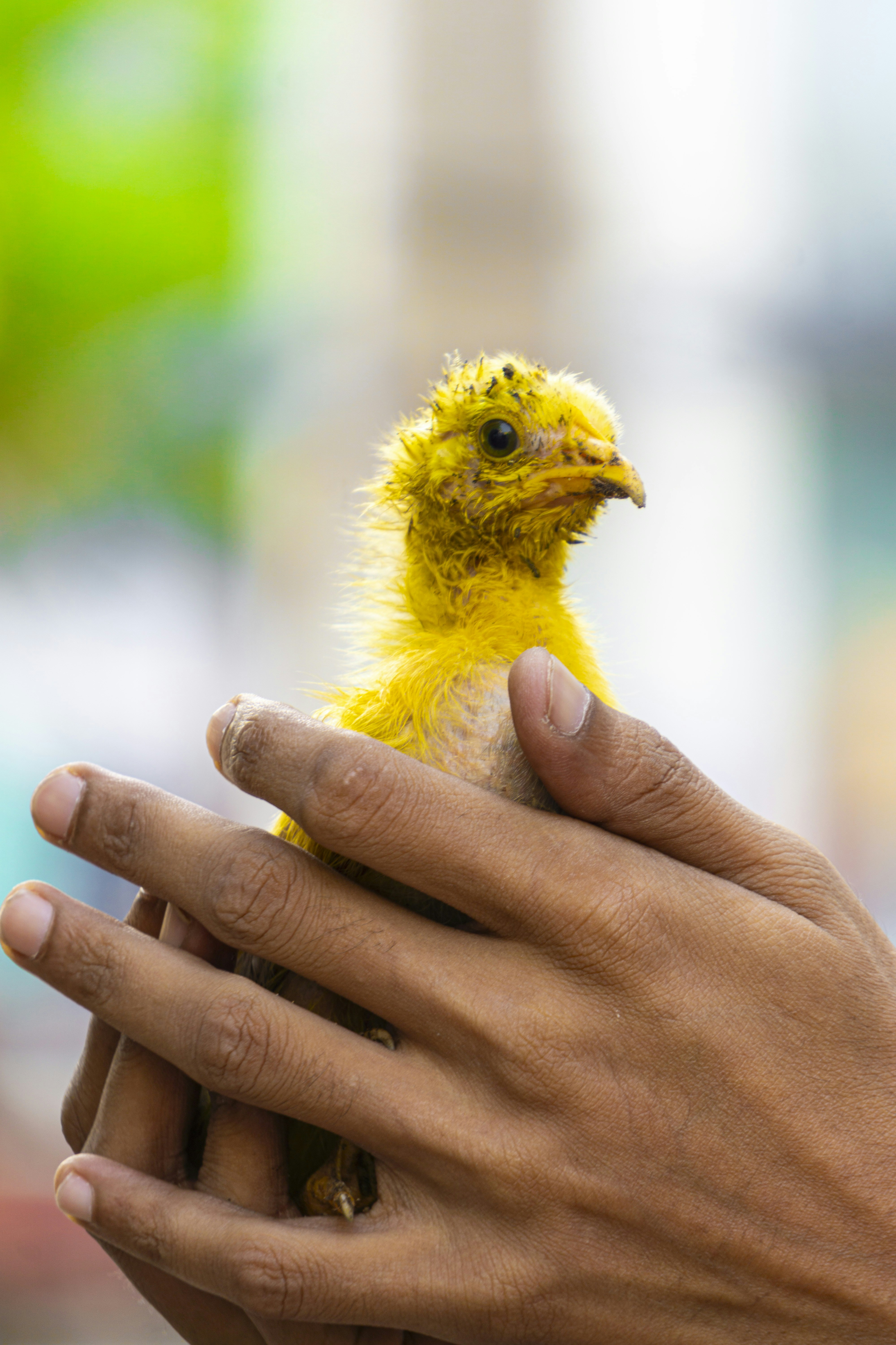 Cradle of a Yellow Hatchling: a tender moment in human hands