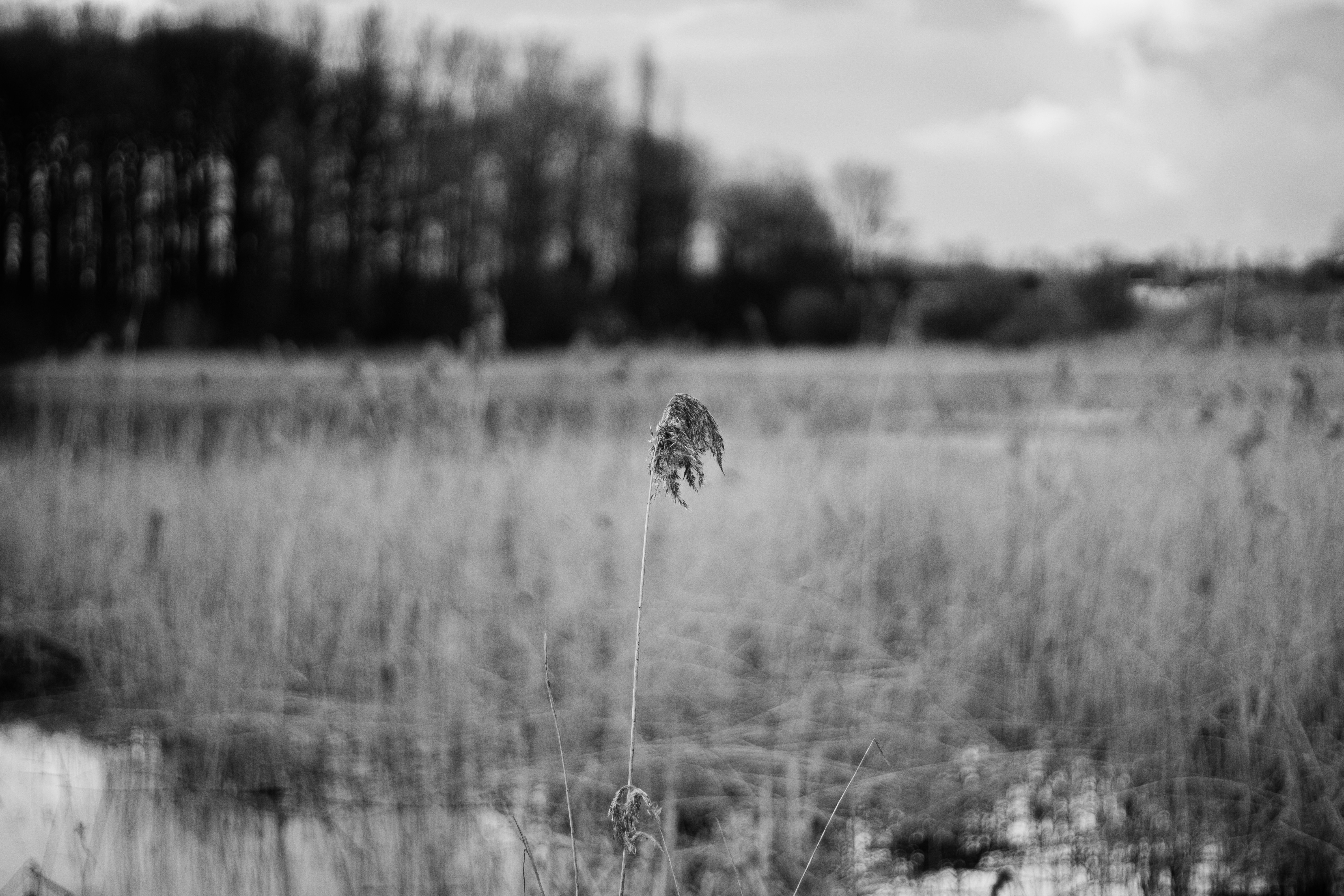 Lone Reed in a Quiet Marsh: A Minimalist Black-and-White Moment