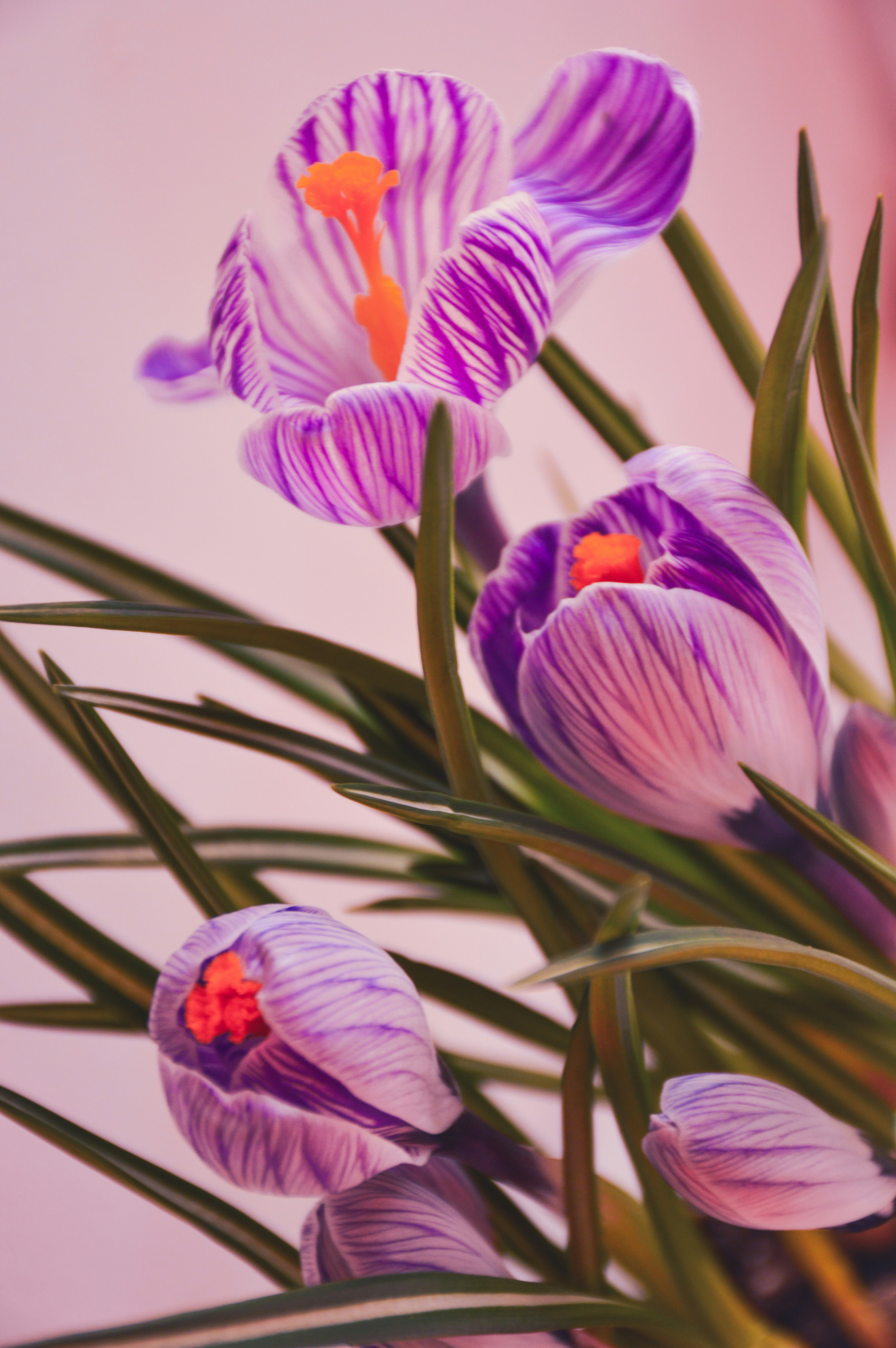 Purple Crocus Burst: Close-Up of Striped Blooms Against Soft Pink Backdrop