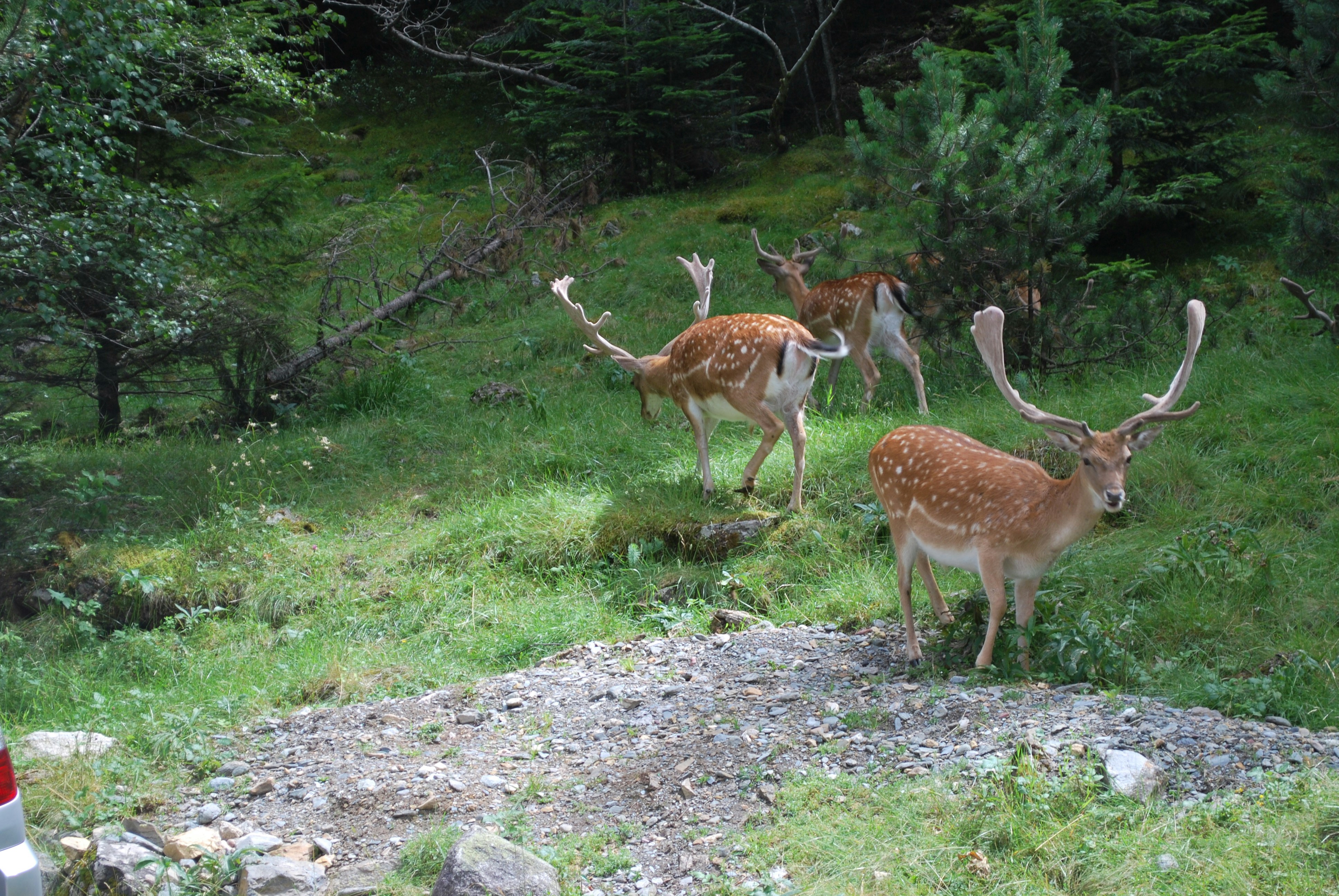 Deer with impressive antlers stand gracefully on a lush green hillside surrounded by dense forest.