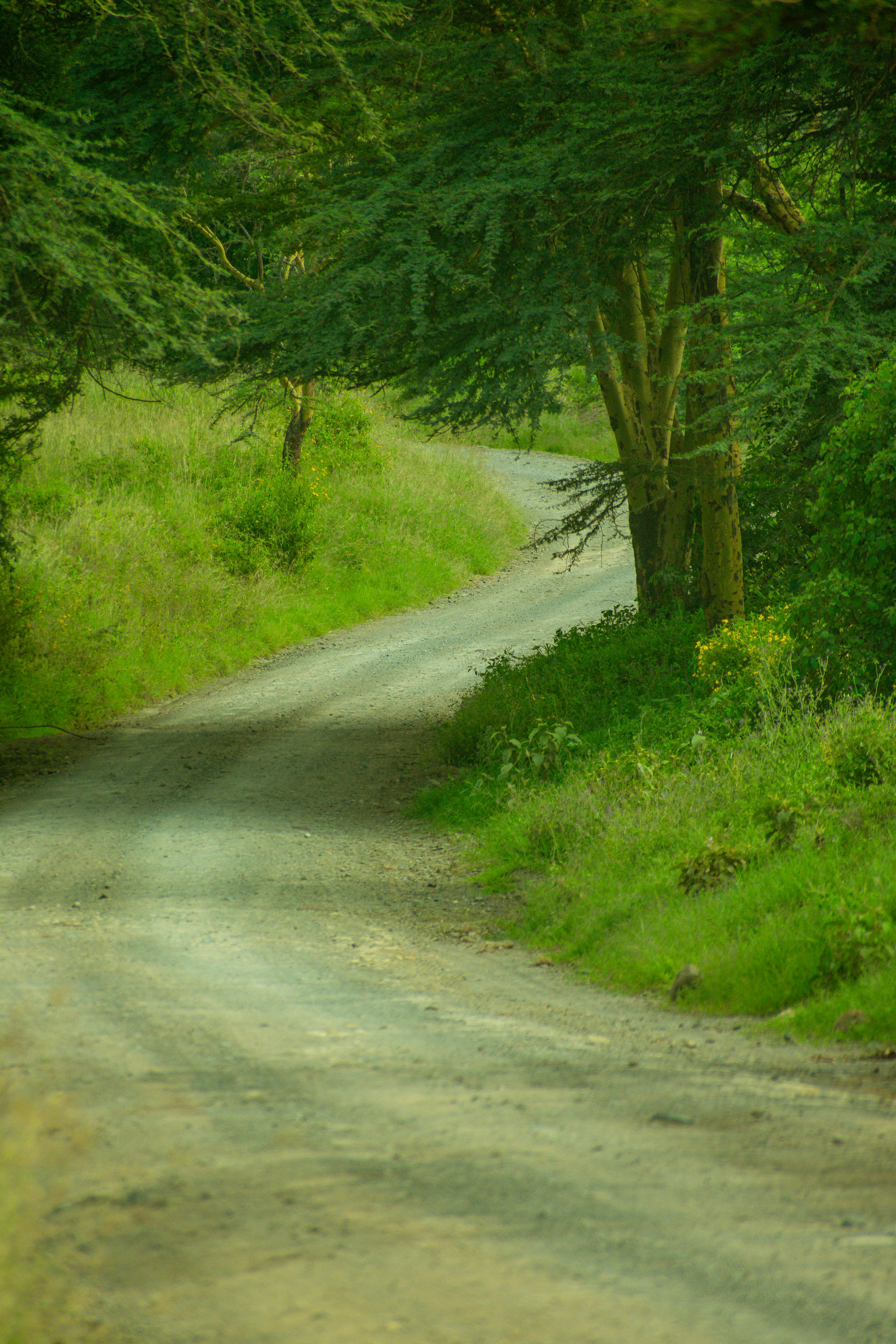 Sunlit Curves: A Quiet Forest Gravel Road