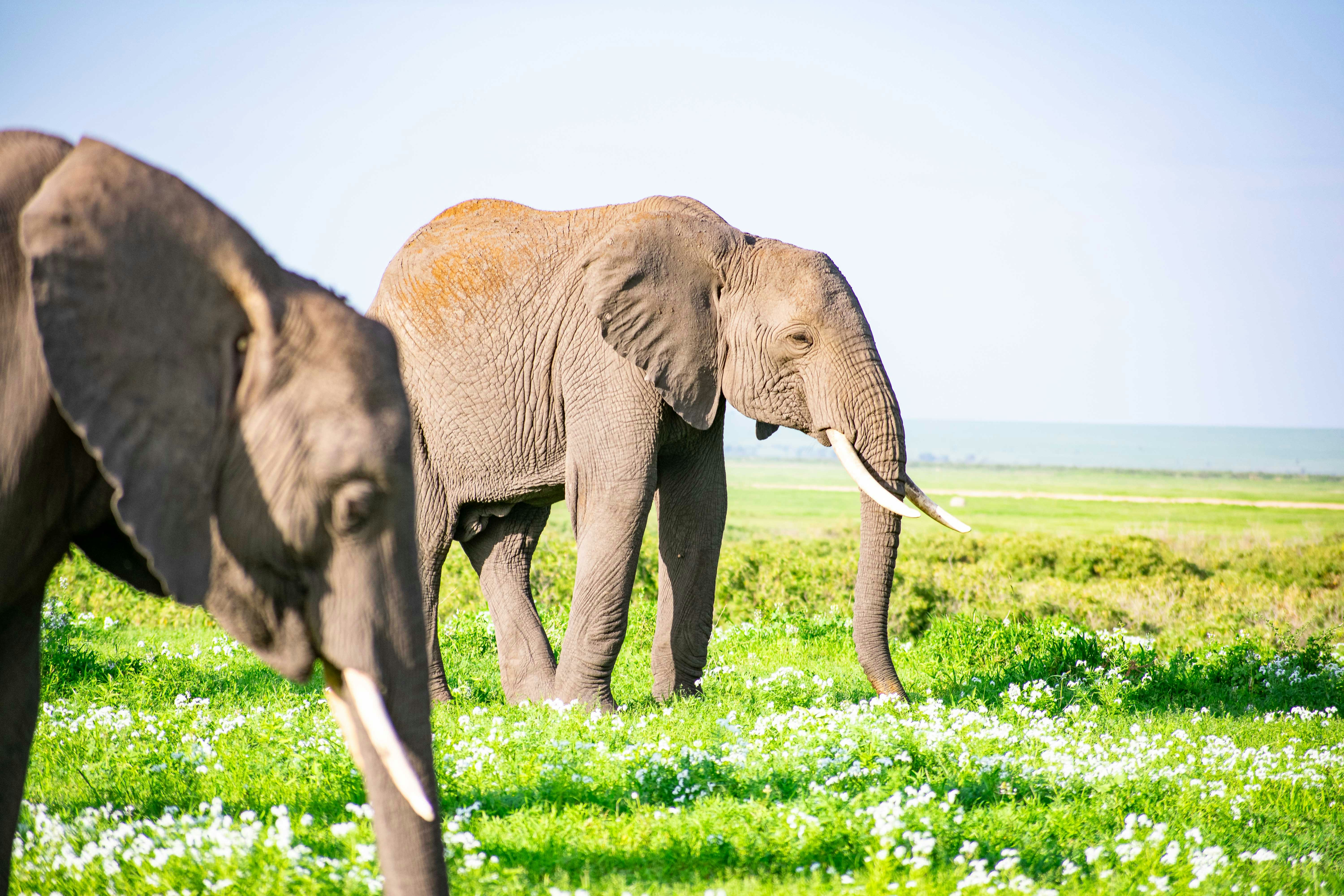 Grazing Giants in a Sunlit Coastal Meadow
