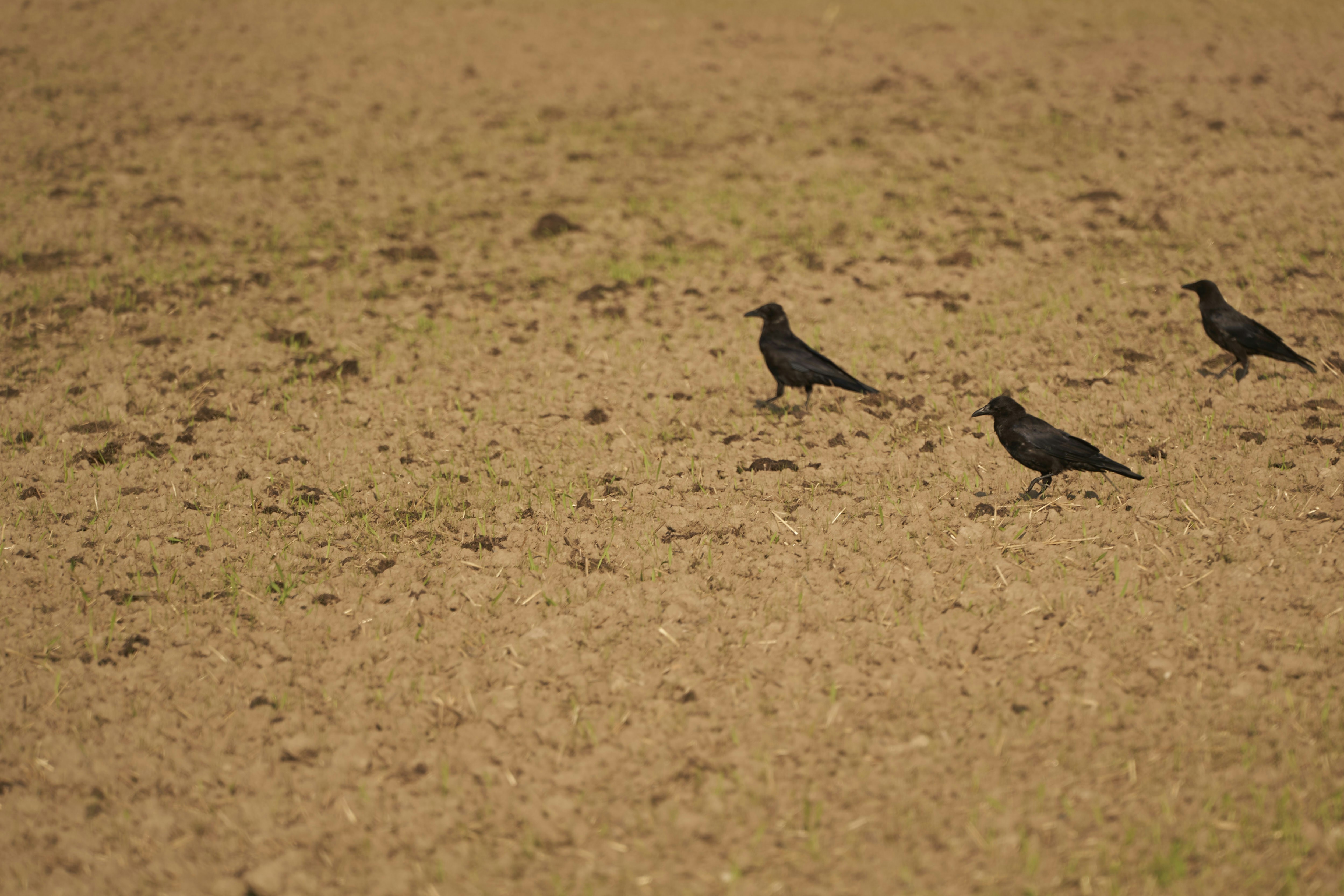 Trio of Crows Across a Dusty Field