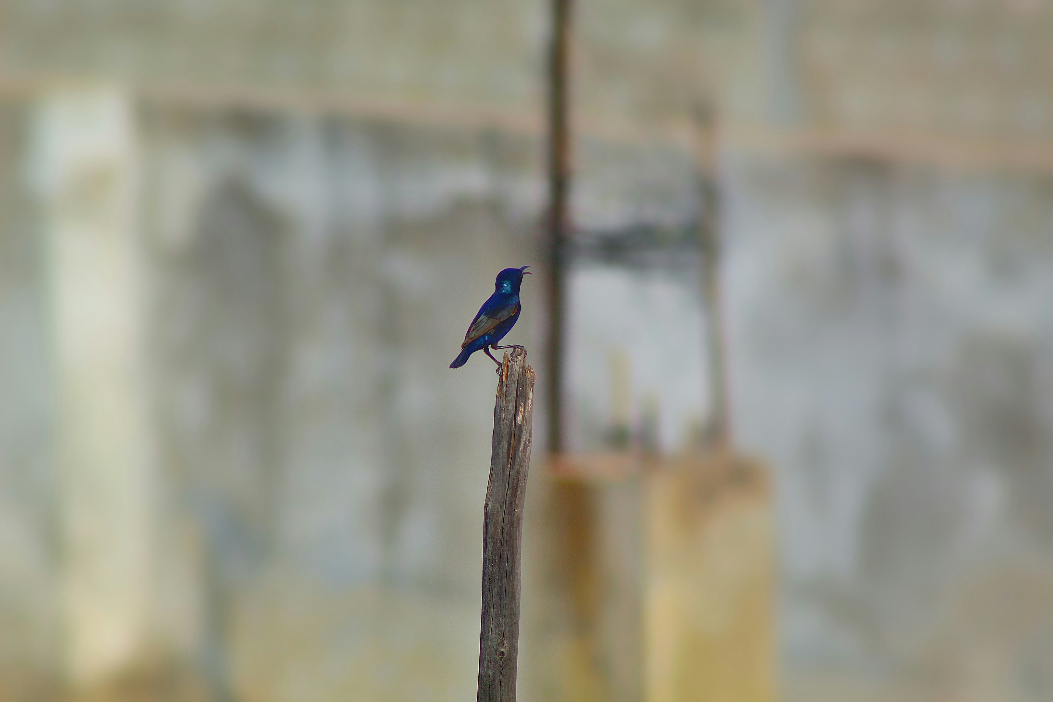 Azure Bird on a Weathered Post Against a Quiet Concrete Backdrop