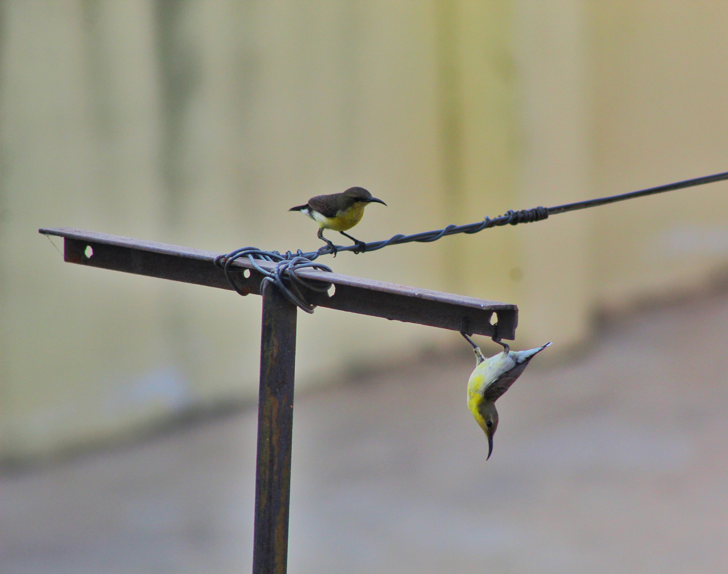Wired Vigil: A Tiny Yellow-Bellied Sentinel Perched on a Rusted Crossbar