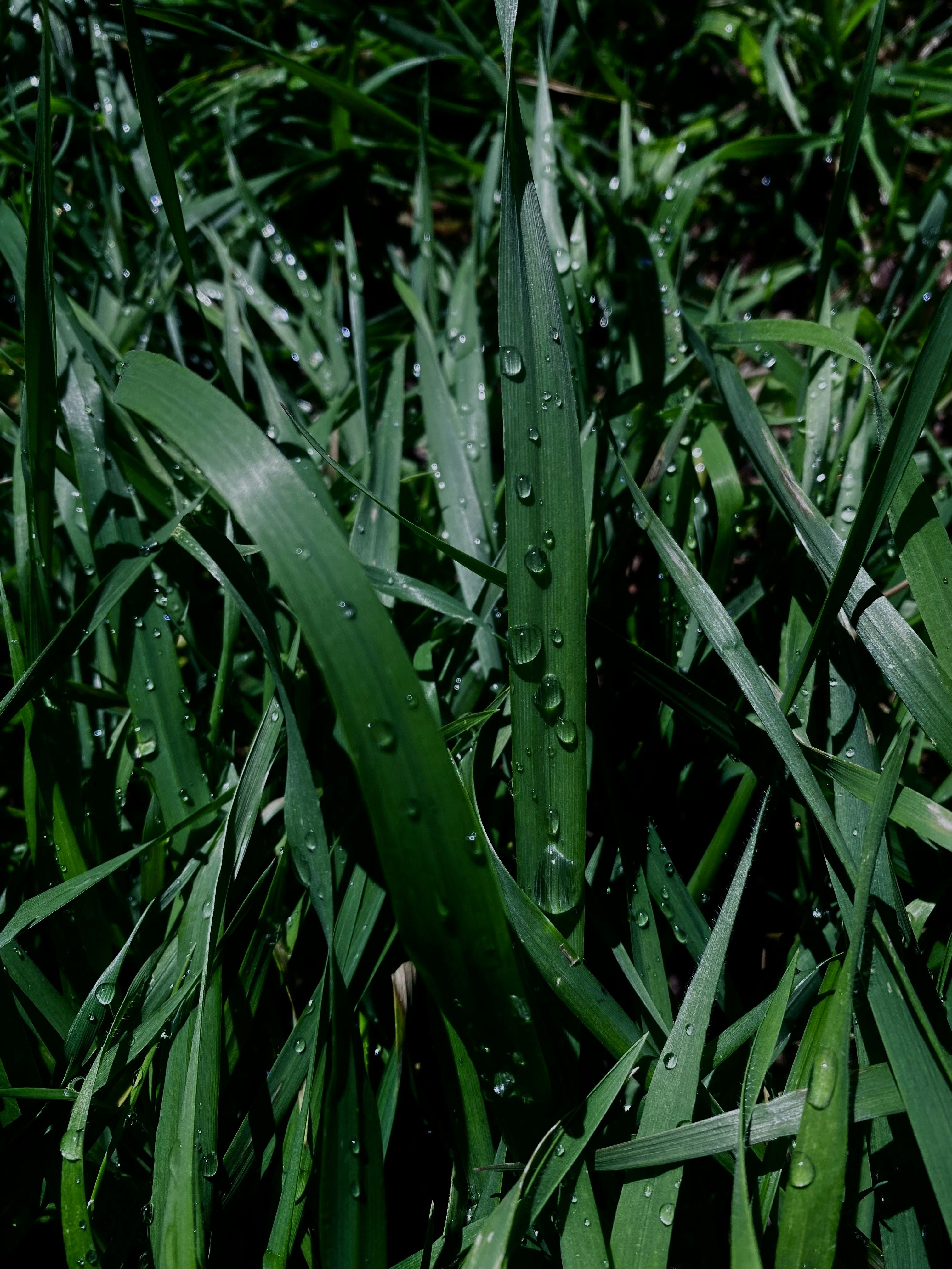 Emerald Threads with Morning Dew: Close-Up of Grass