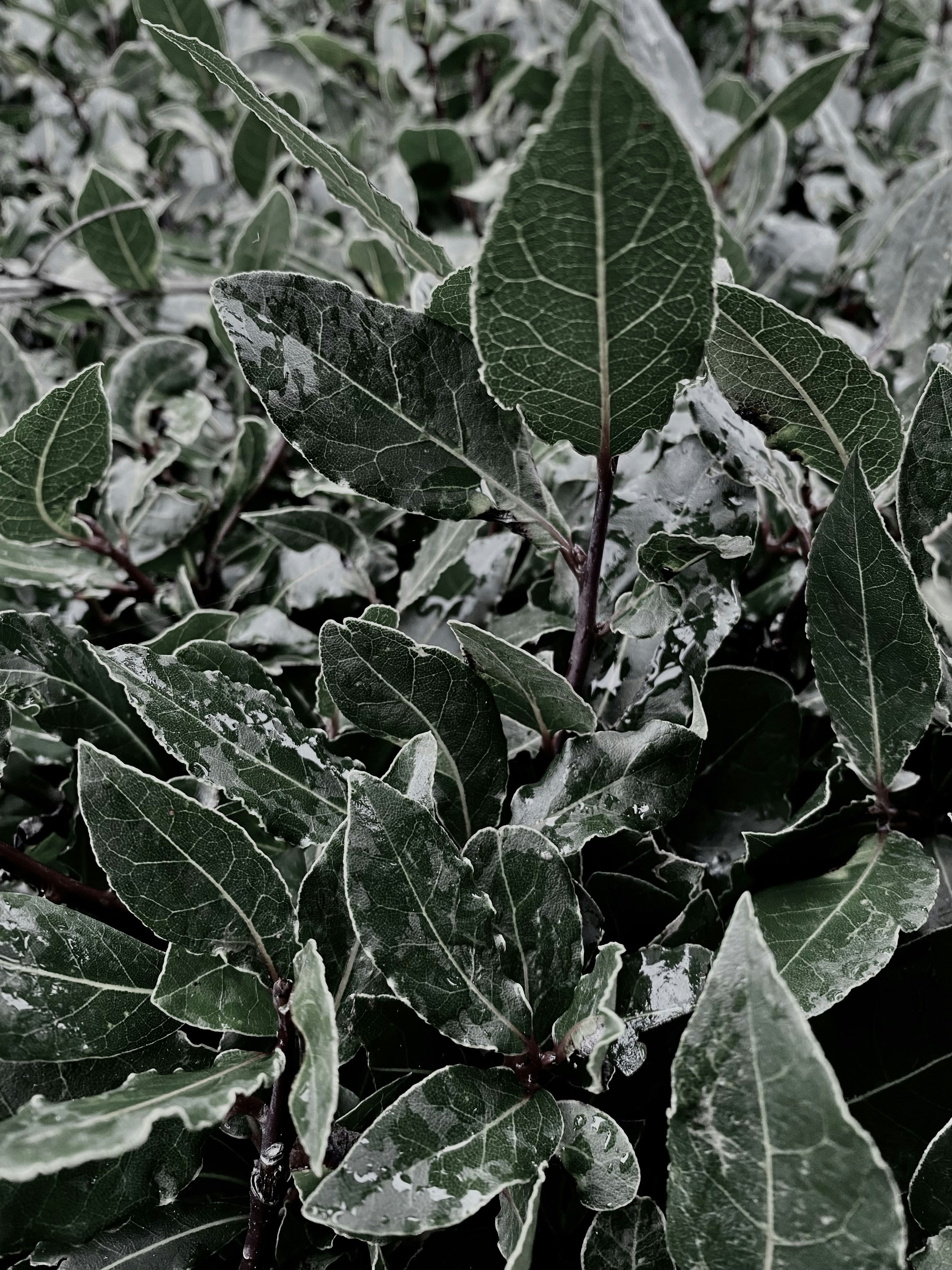 Frosted Greenery: A Close-Up of Veined Leaves