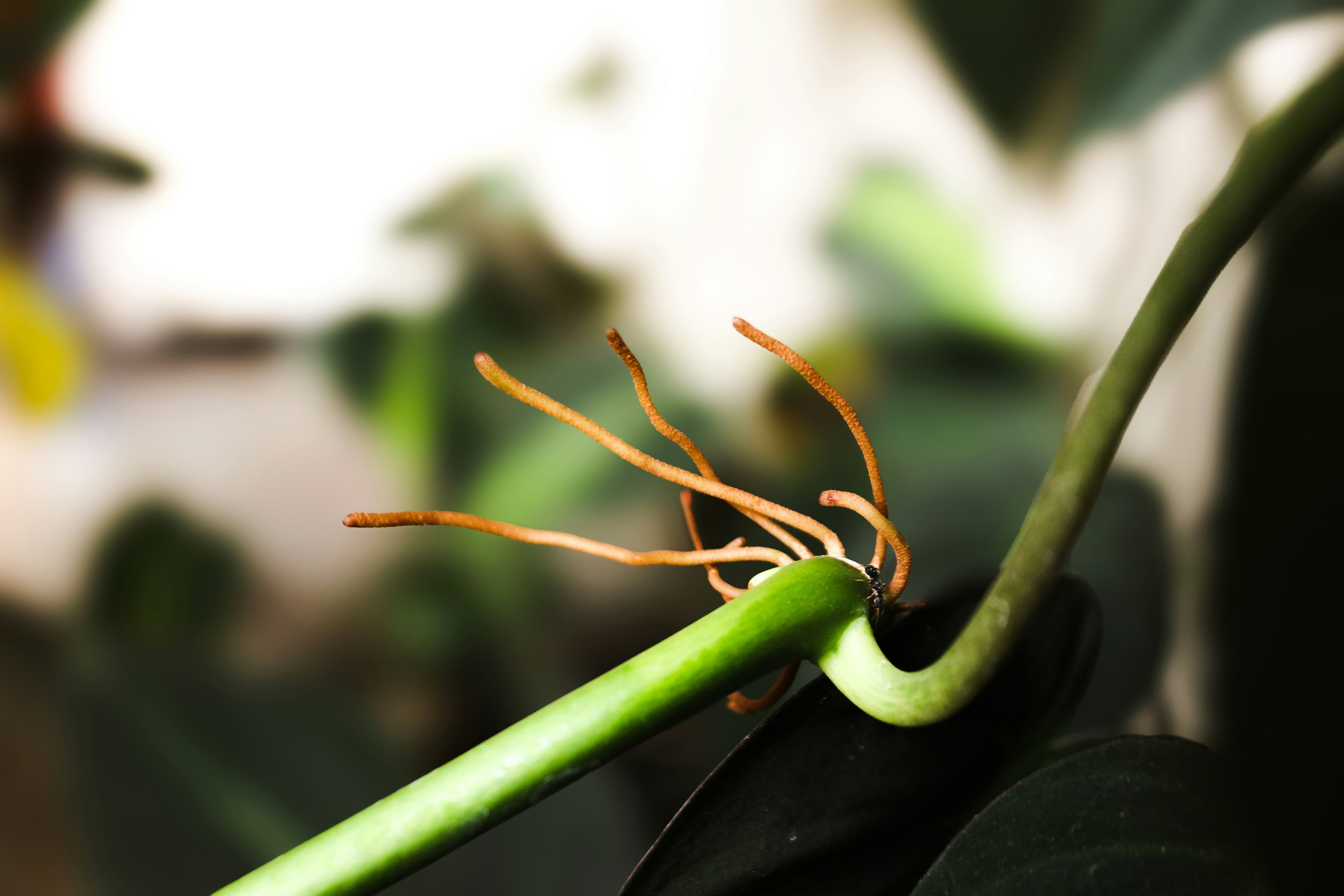 Emerald Tendrils: Macro Silence on a Green Stem
