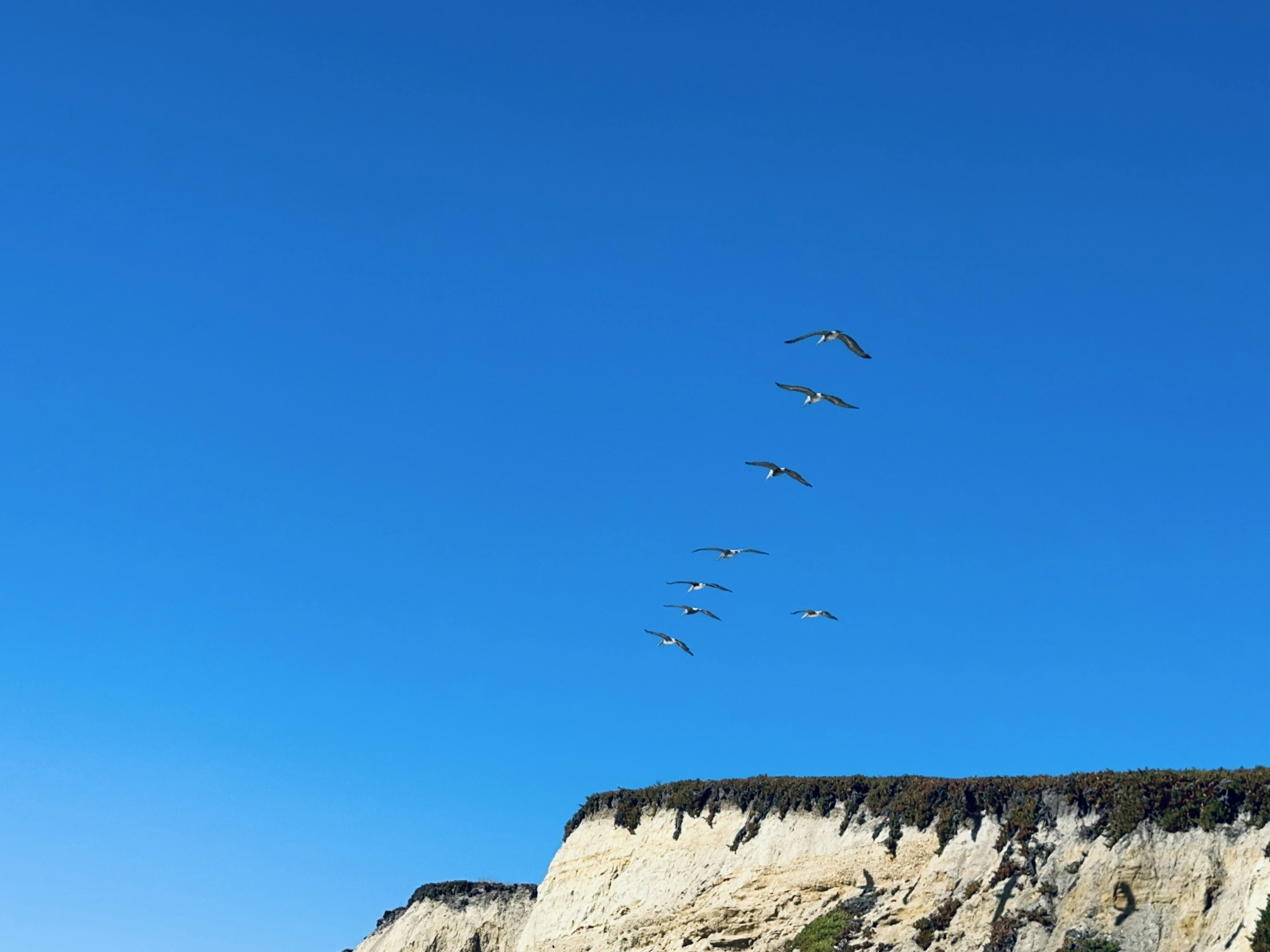 V-formation over chalk cliffs beneath a crisp blue sky