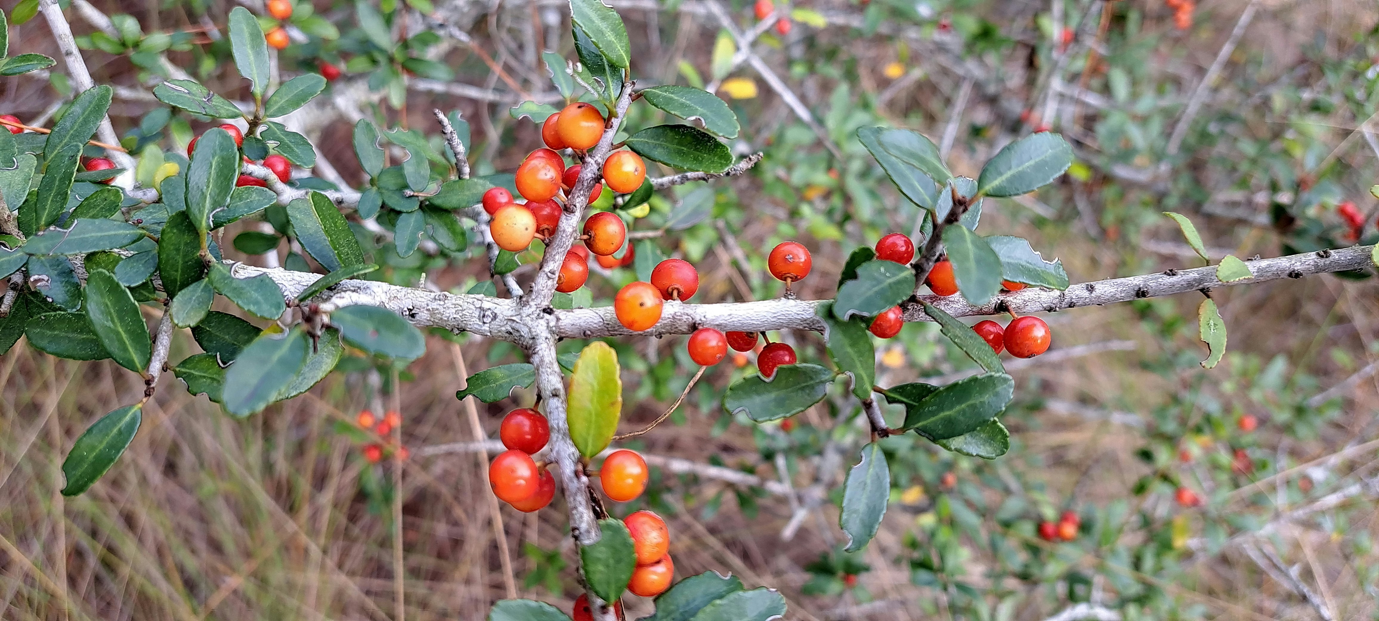 Un arbre rempli de beaucoup de baies rouges photo – Image gratuite de ...