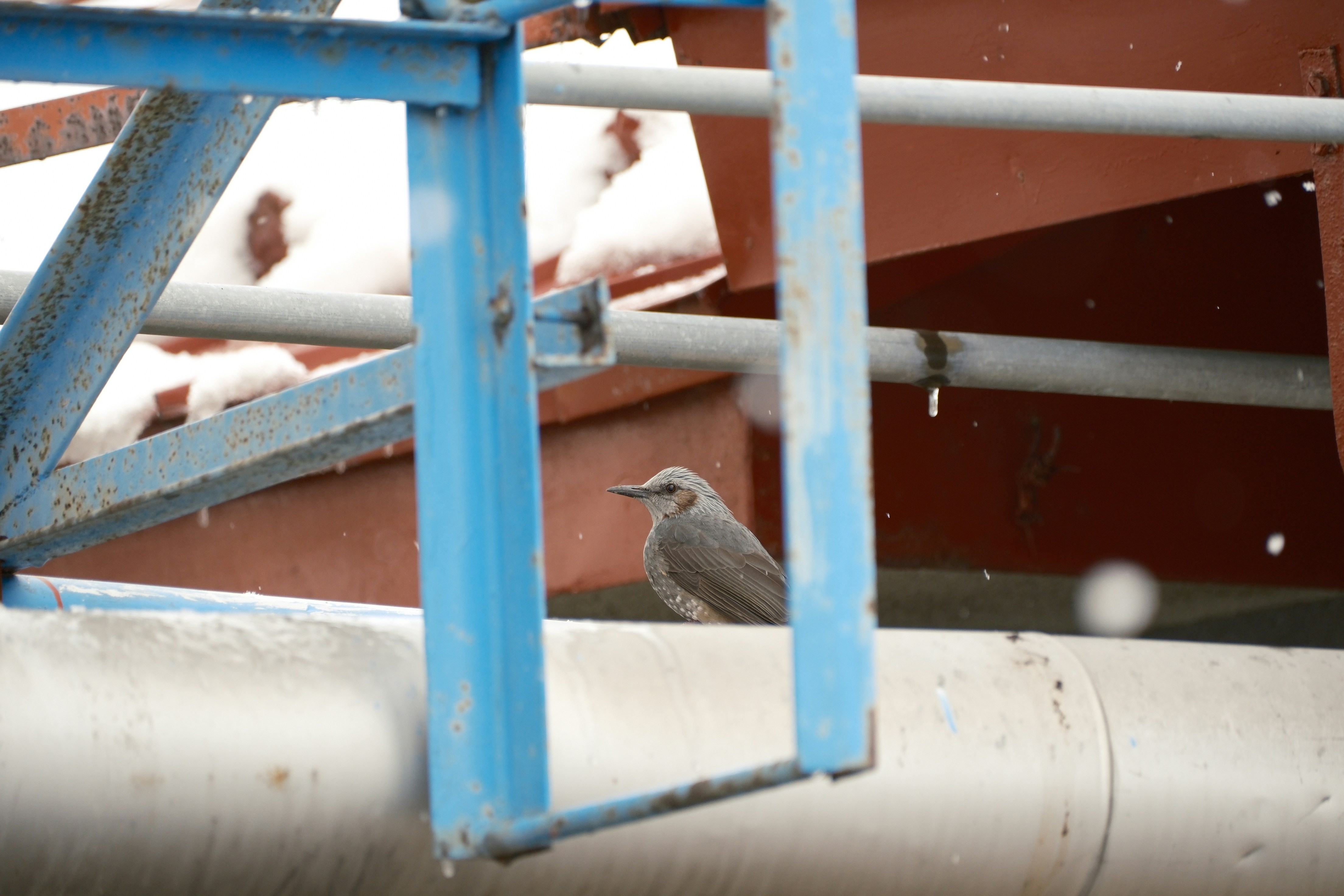 Perched in Winter: Sparrow Among Blue Scaffolding