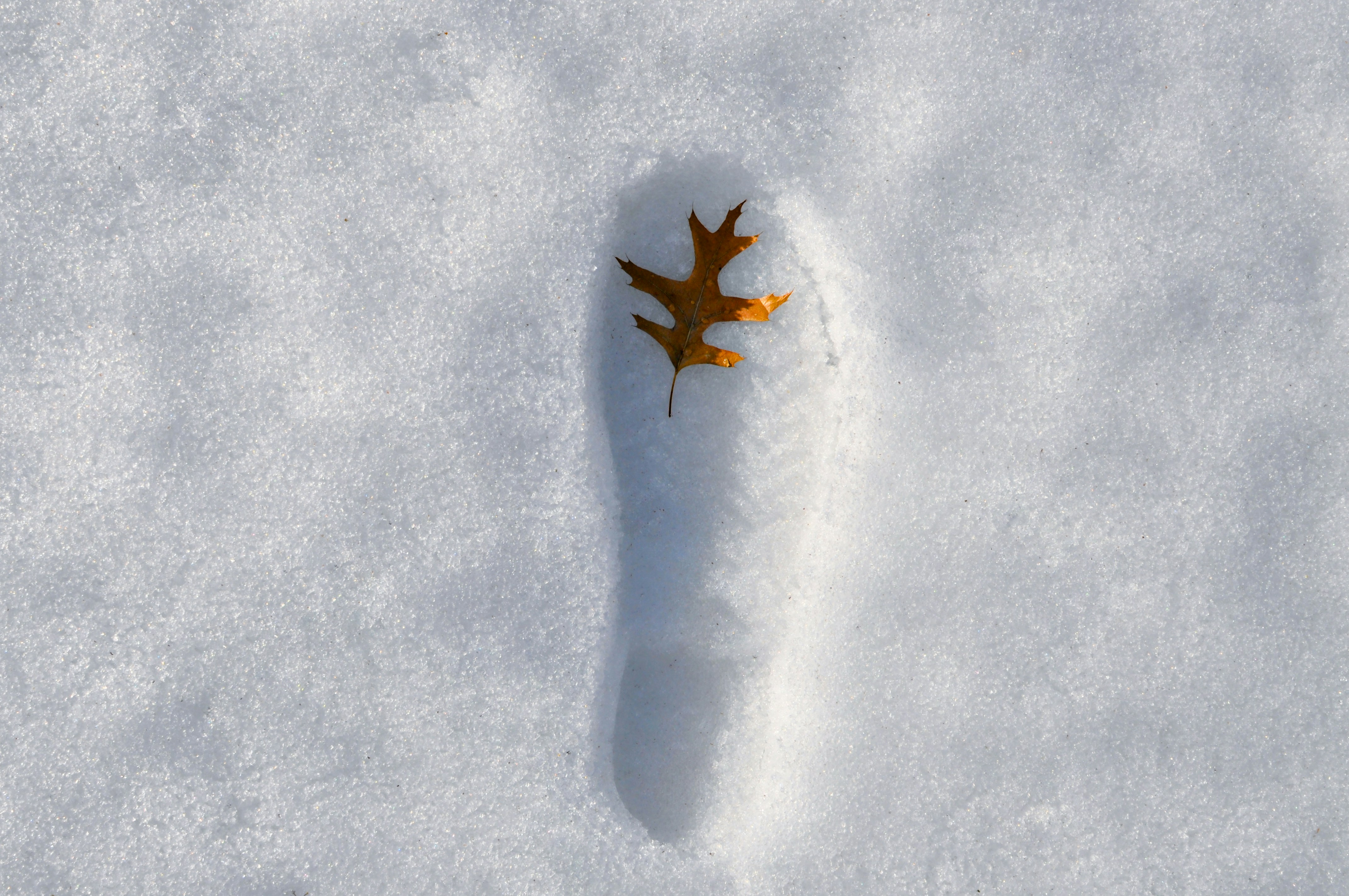 Brown leaf nestled in a snow-covered shoe print.