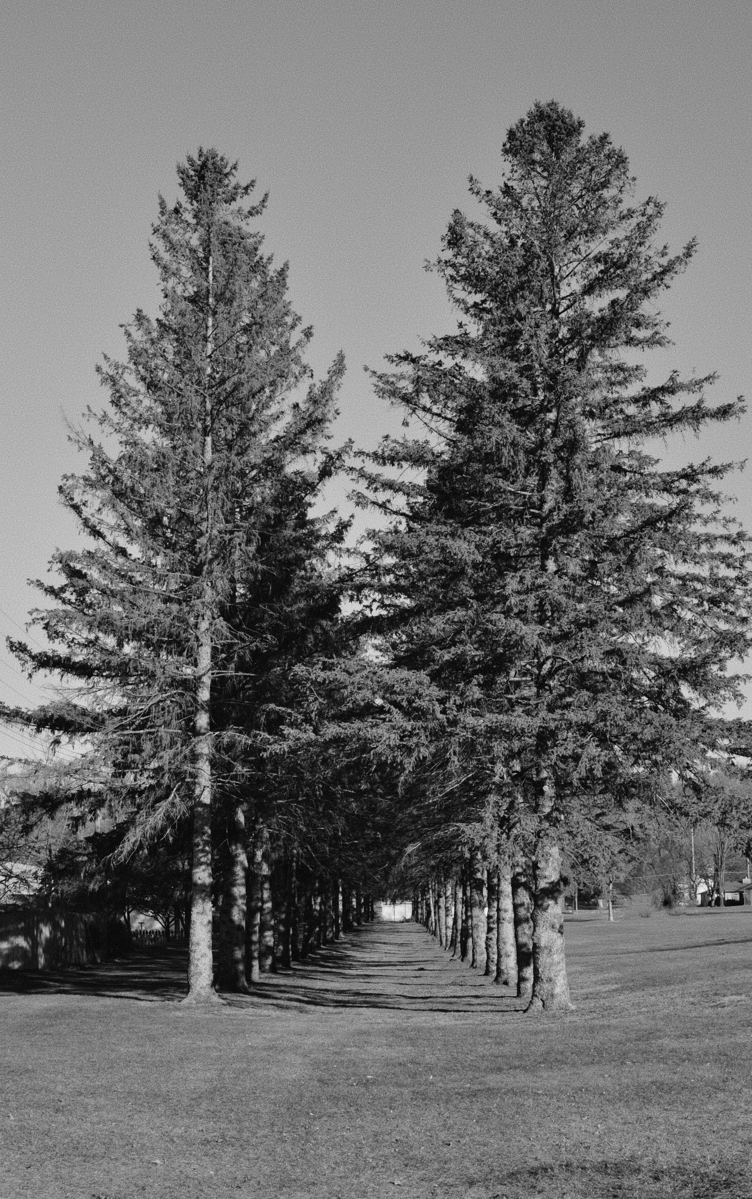 Conifer Corridor in Mono: A Sunlit Path Framed by Pines