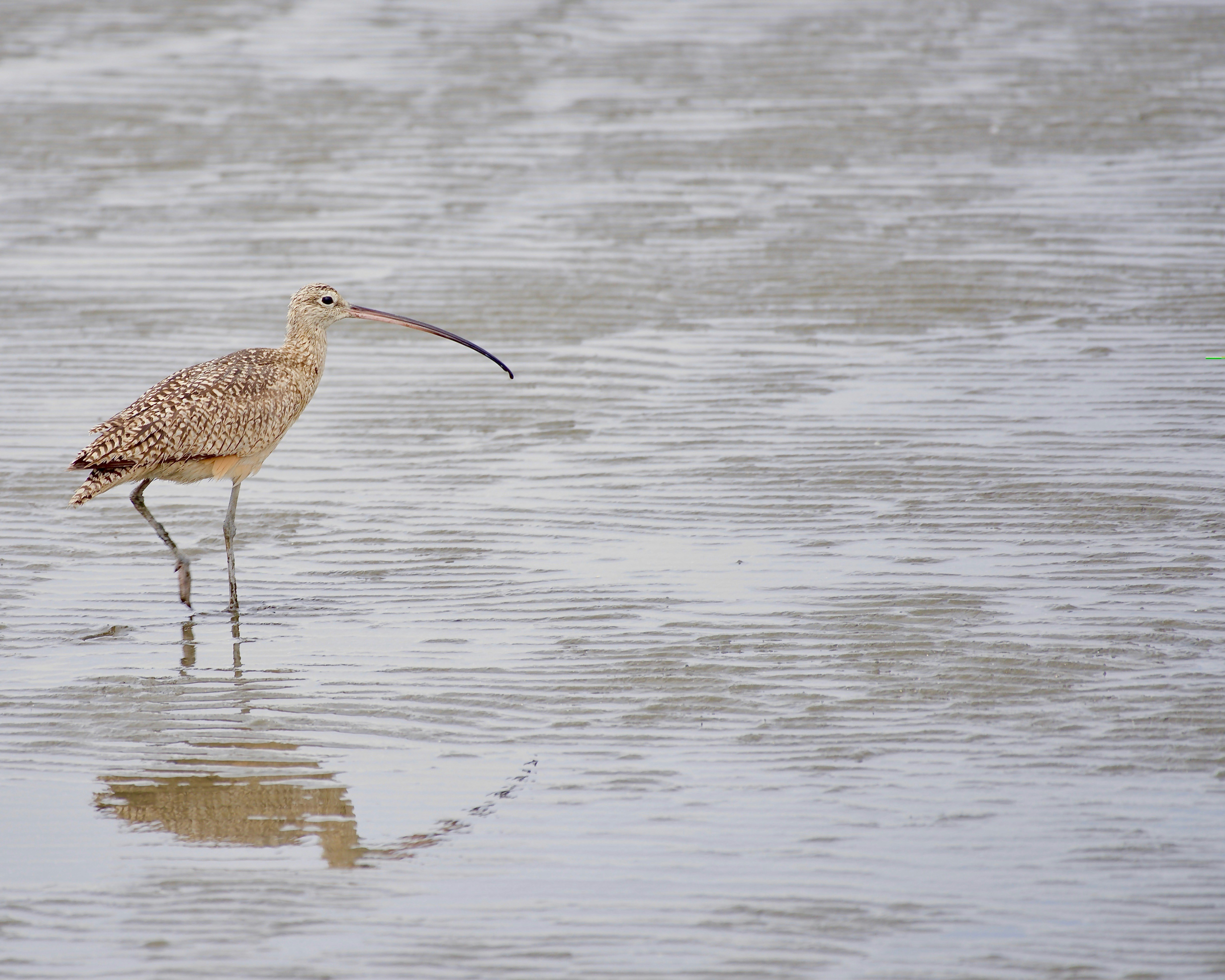 Long billed curlew