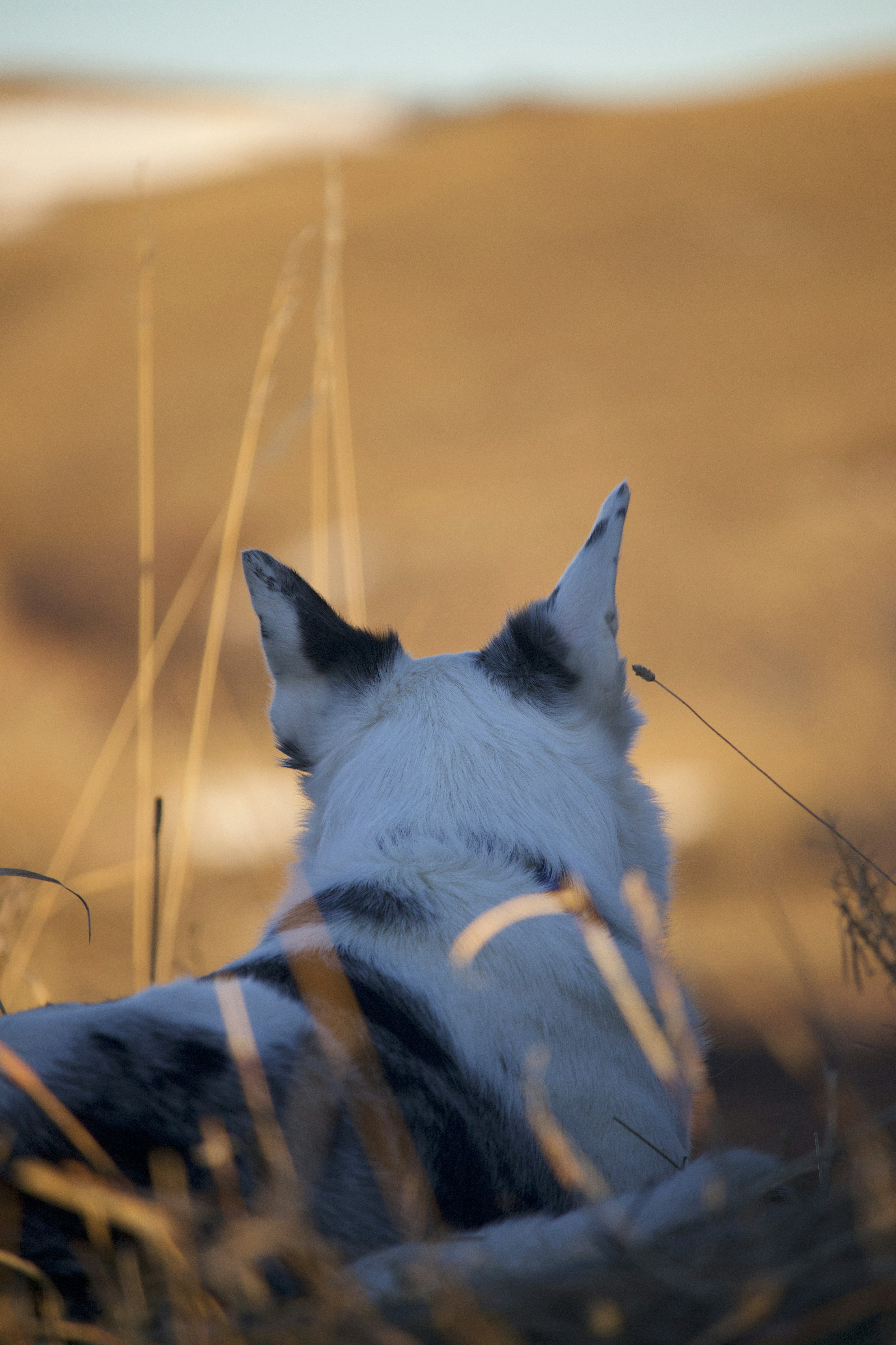 Dog in the glow from the rising sun